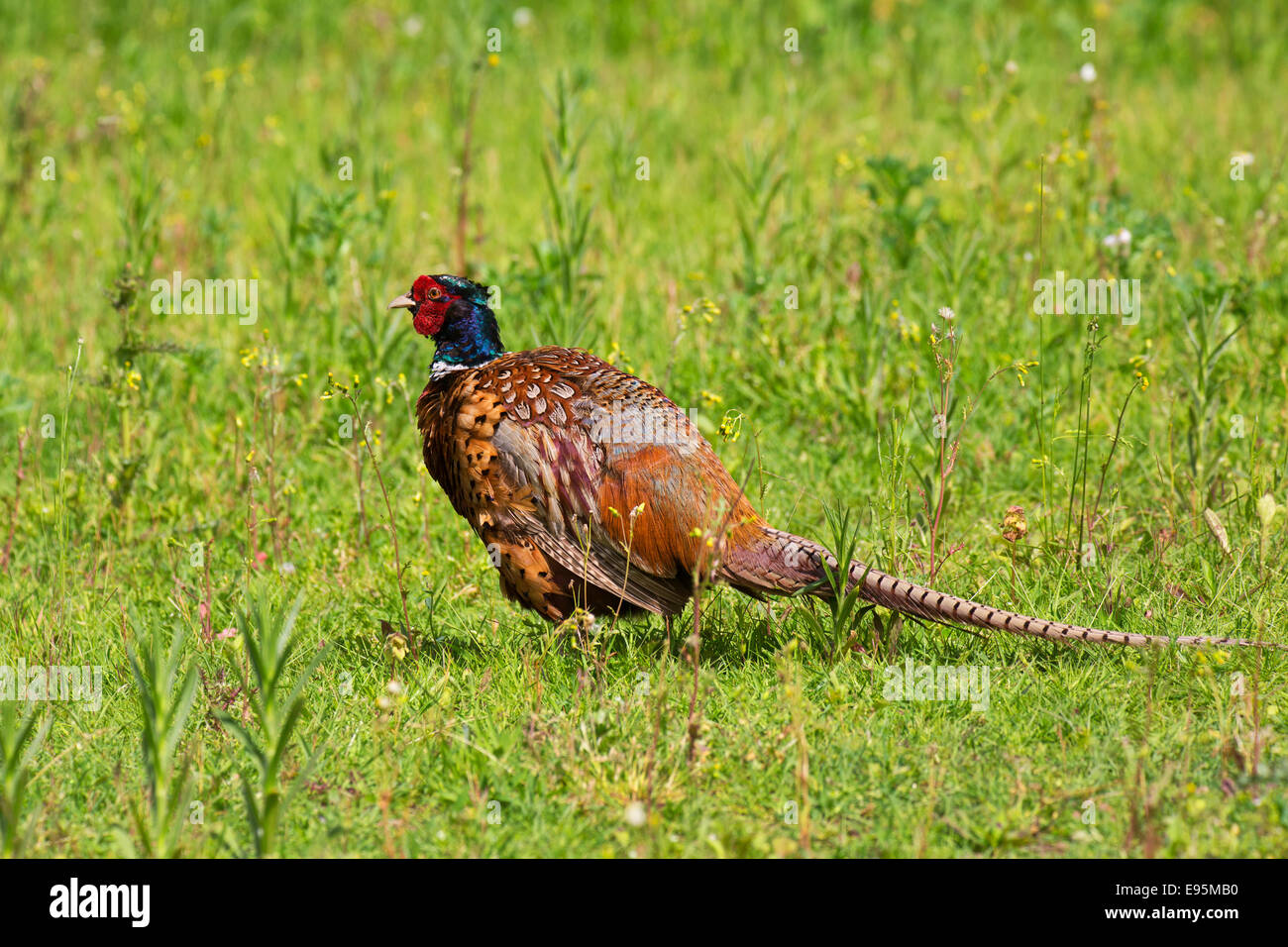 Common Pheasant Phasianus colchicus adult male in breeding plumage on ...