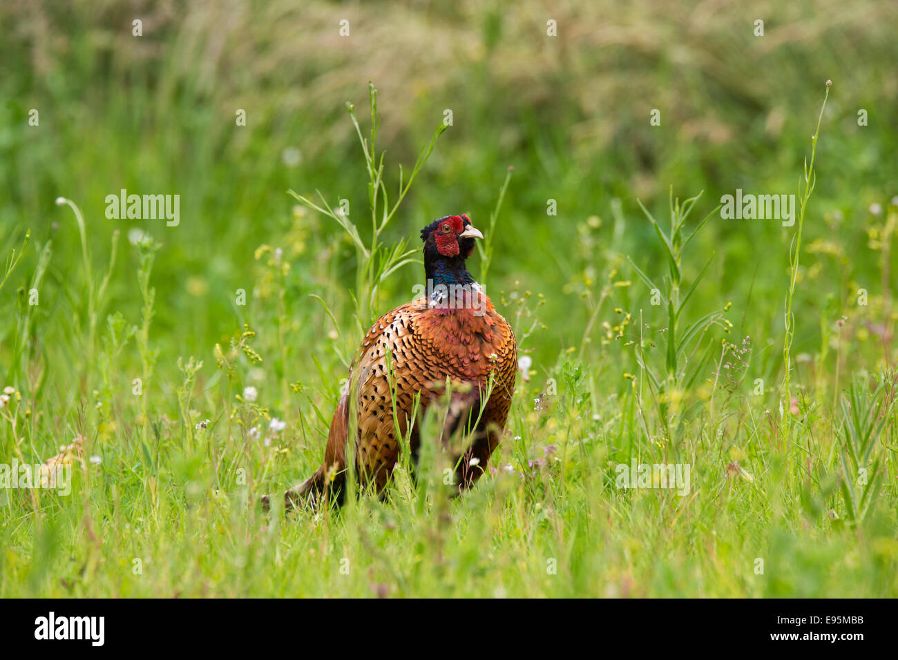 Common Pheasant Phasianus colchicus adult male in breeding plumage on the ground Stock Photo - Alamy