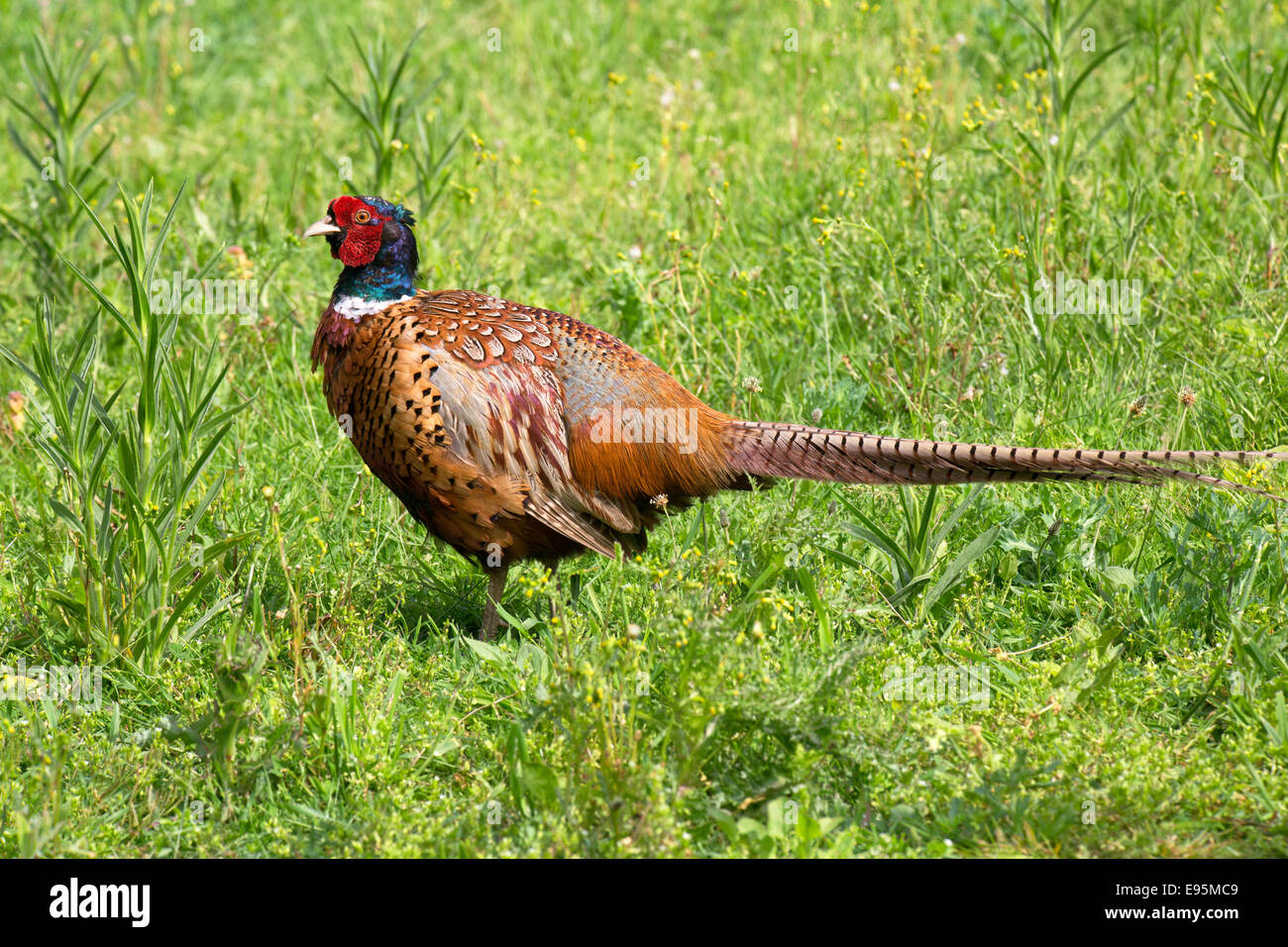 Pheasant in breeding plumage hi-res stock photography and images - Alamy