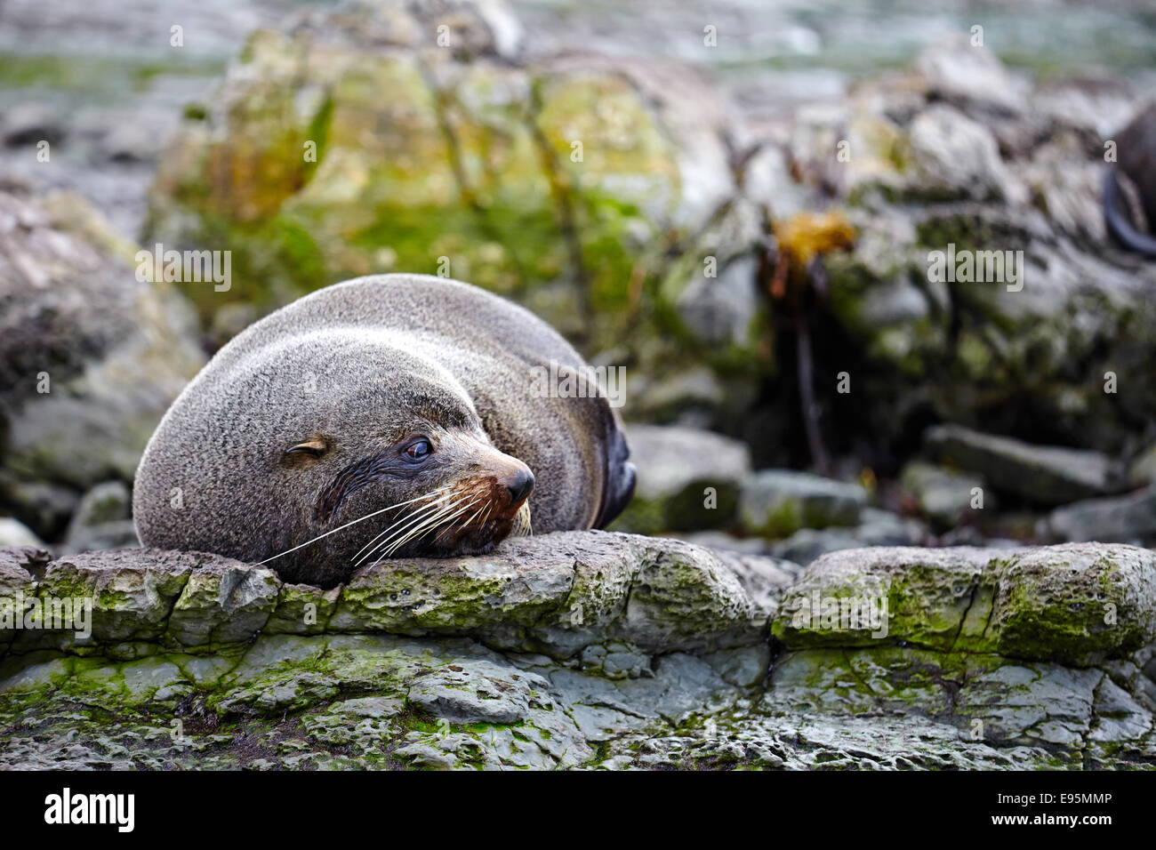 Young Seal looking to the right Stock Photo - Alamy