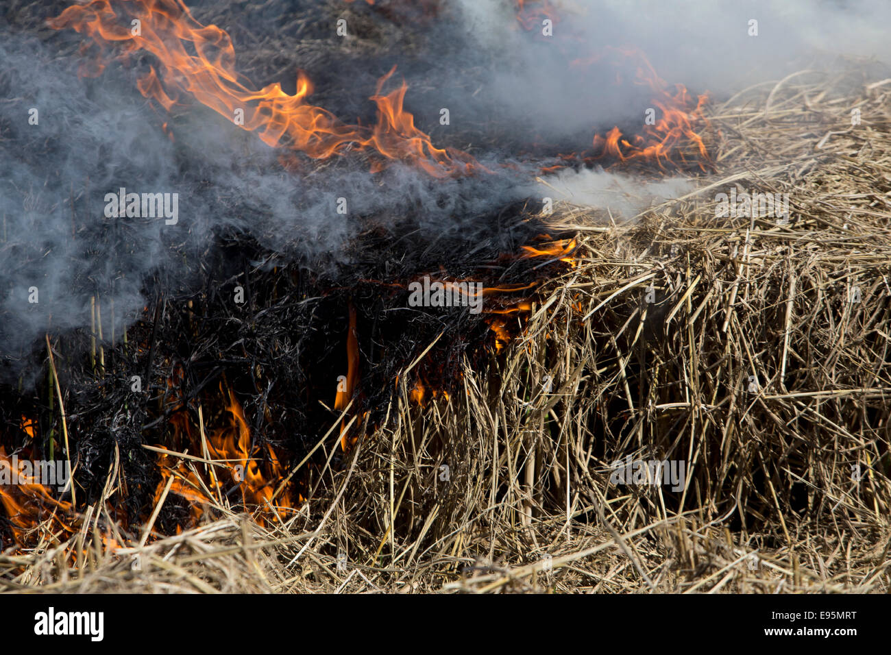 Burning rice hi-res stock photography and images - Alamy