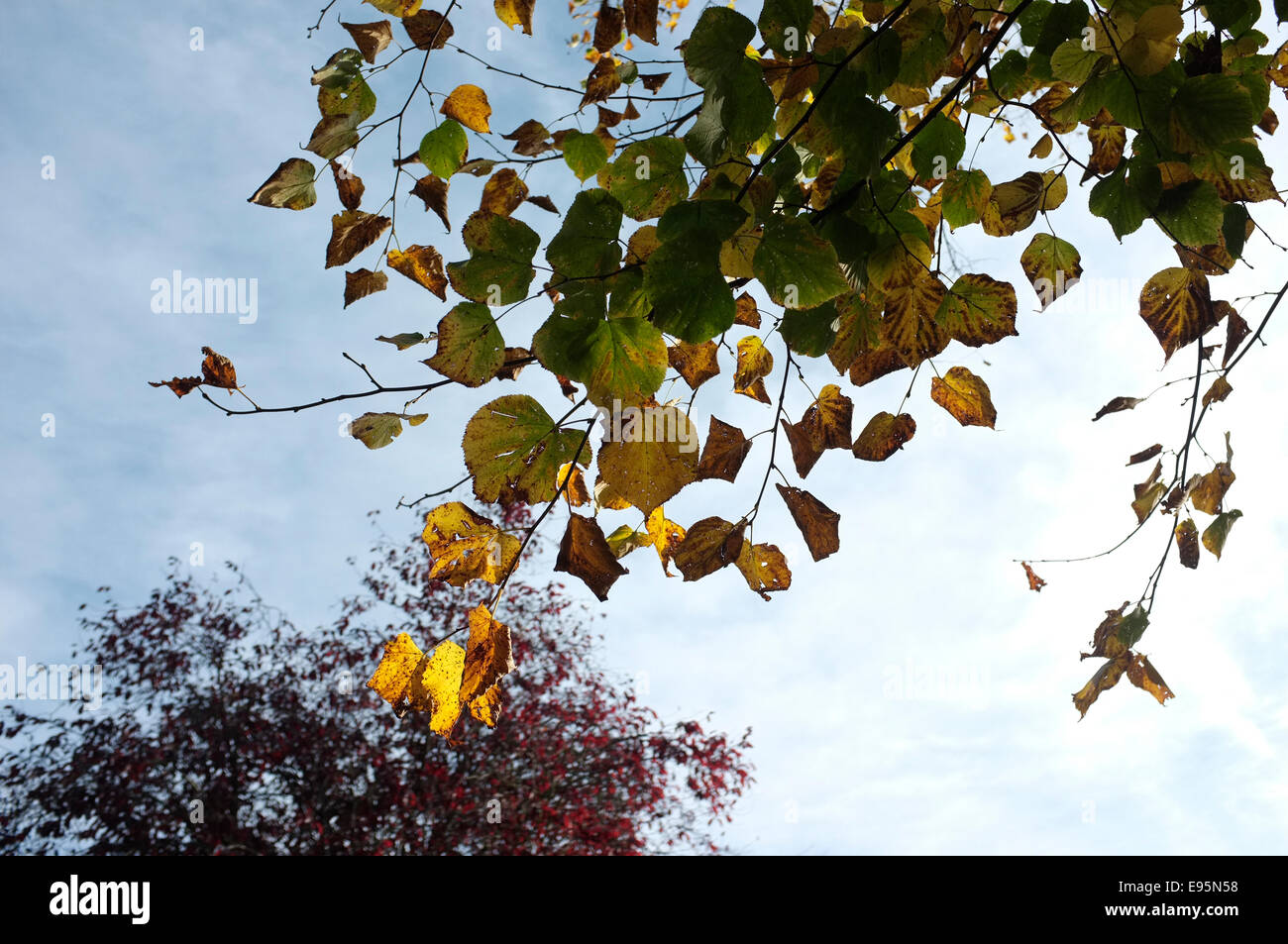 Real Tree Branch With Leaves