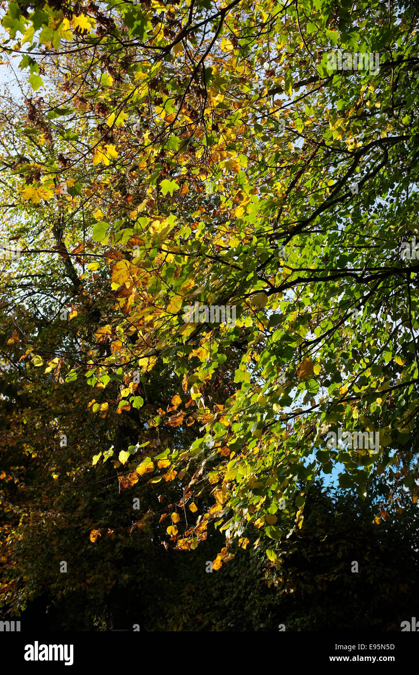 Beech hedge trees hi-res stock photography and images - Alamy