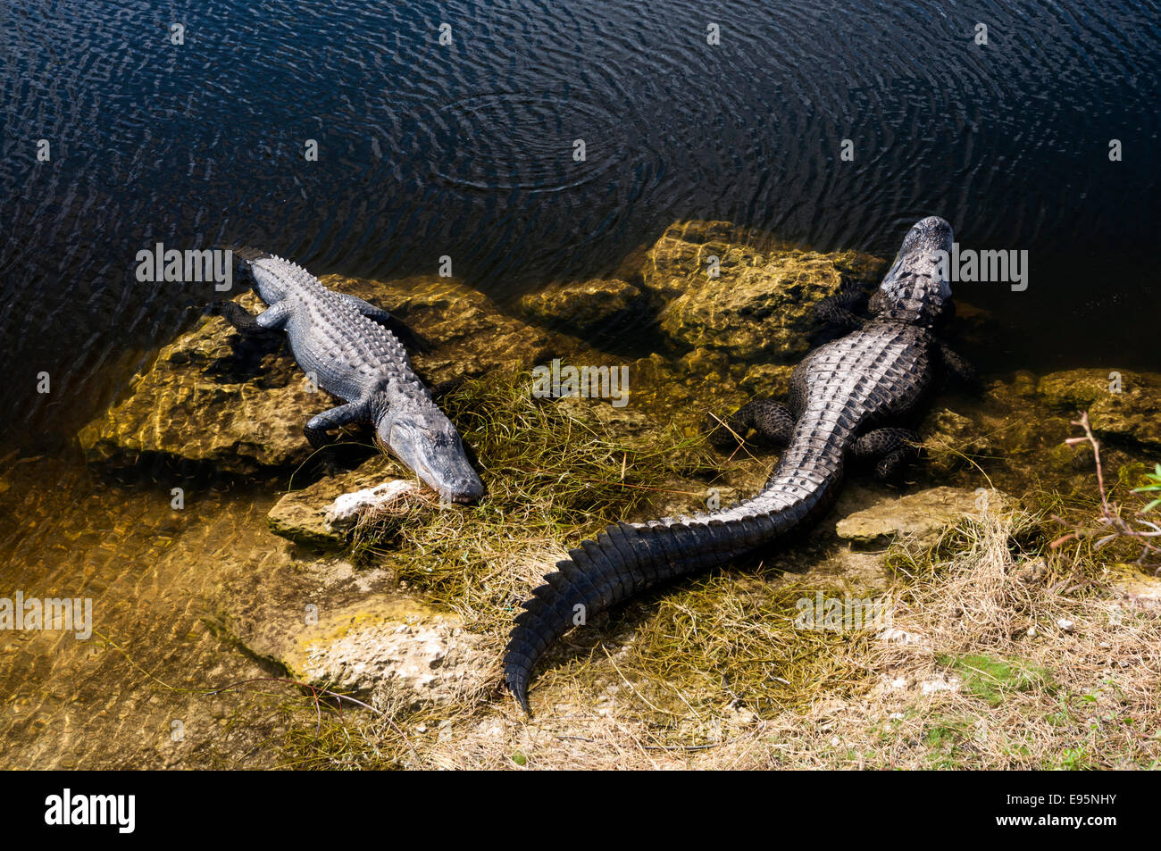 Everglades florida wildlife hi-res stock photography and images - Alamy