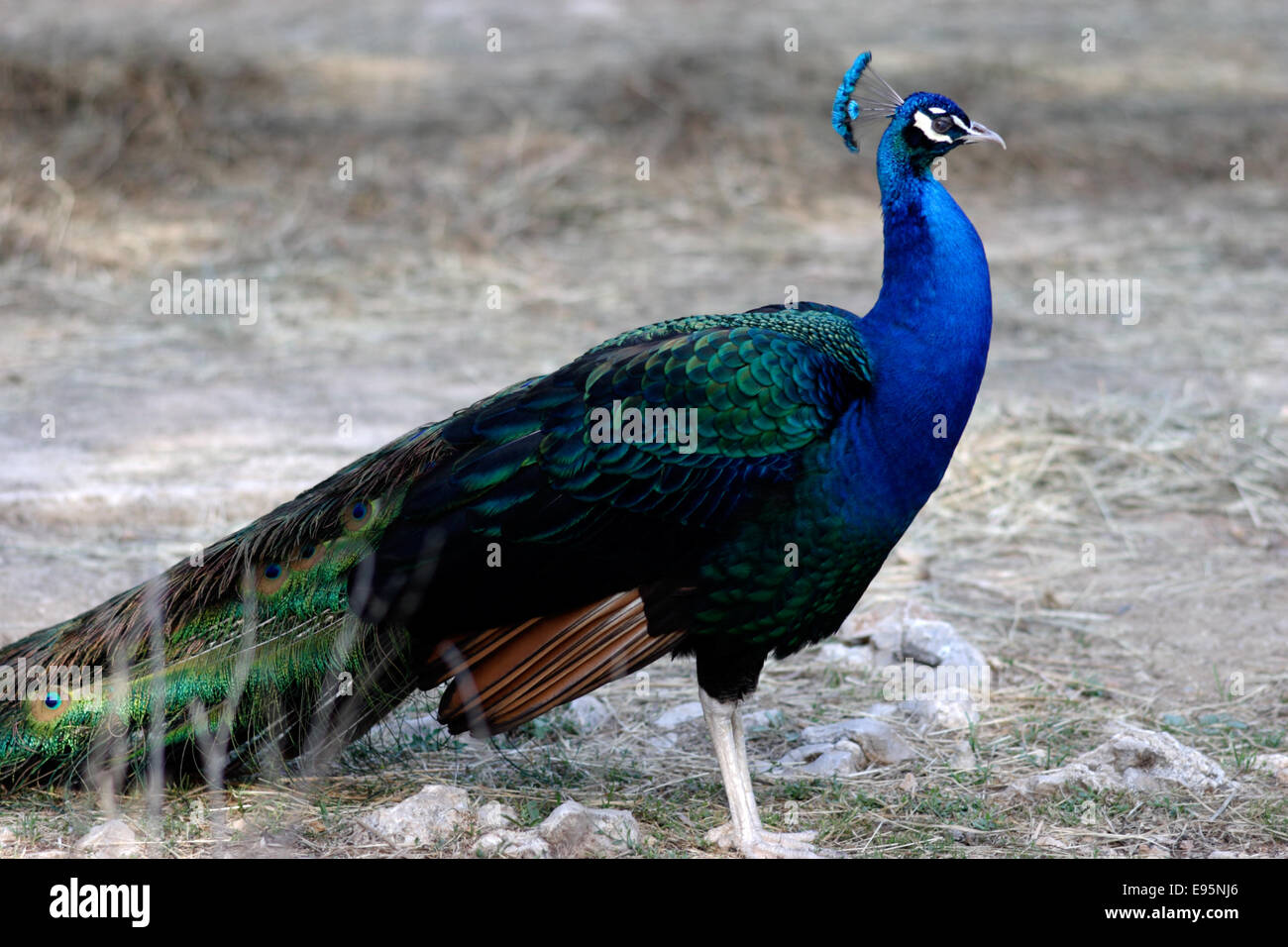 France birds peacock hi-res stock photography and images - Alamy