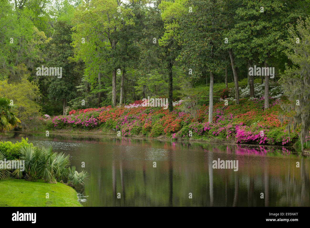 AZALEA BLOSSOMS MILL POND MIDDLETON PLACE FORMER SLAVE PLANTATION ...