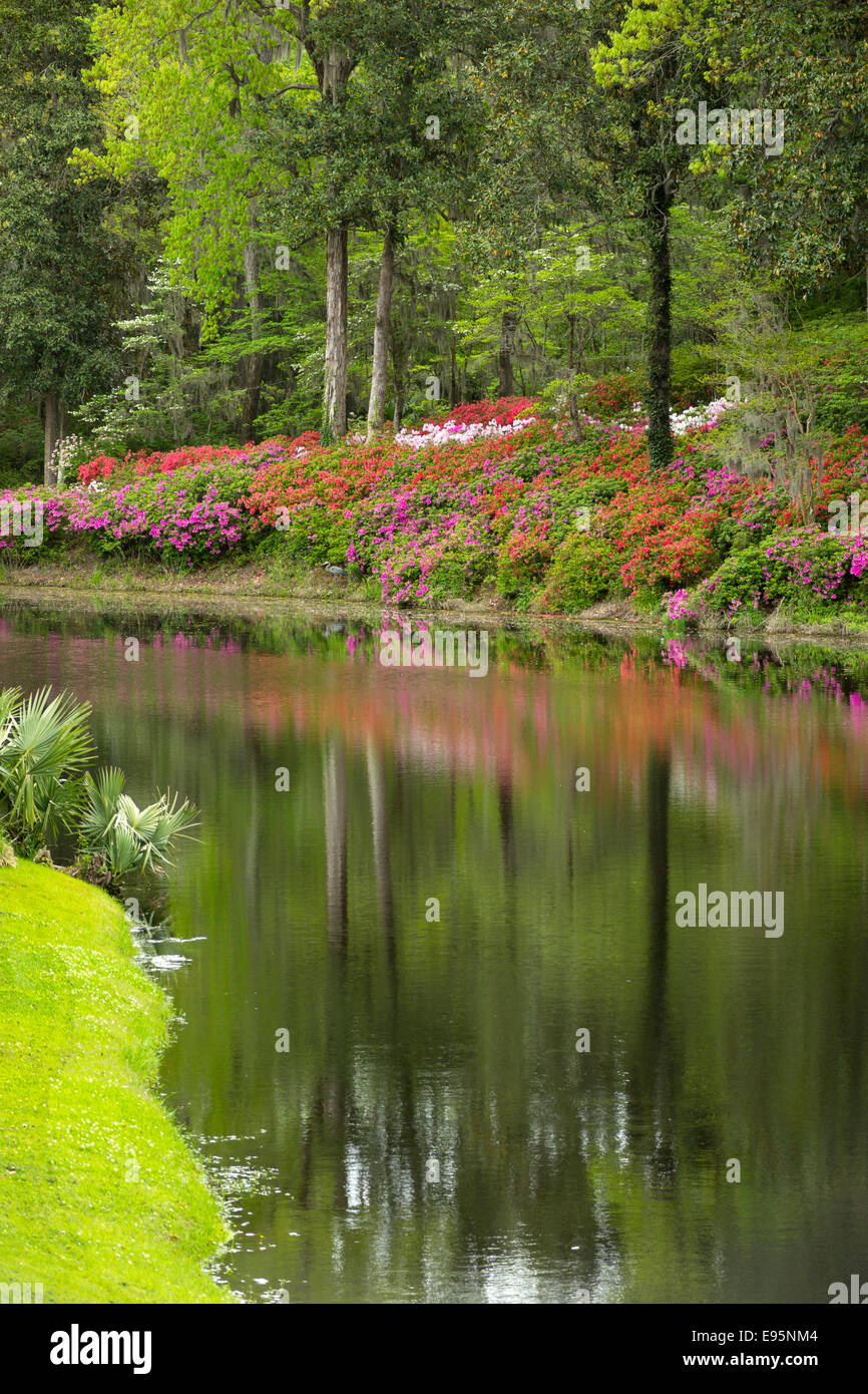 AZALEA BLOSSOMS MILL POND MIDDLETON PLACE FORMER SLAVE PLANTATION ...