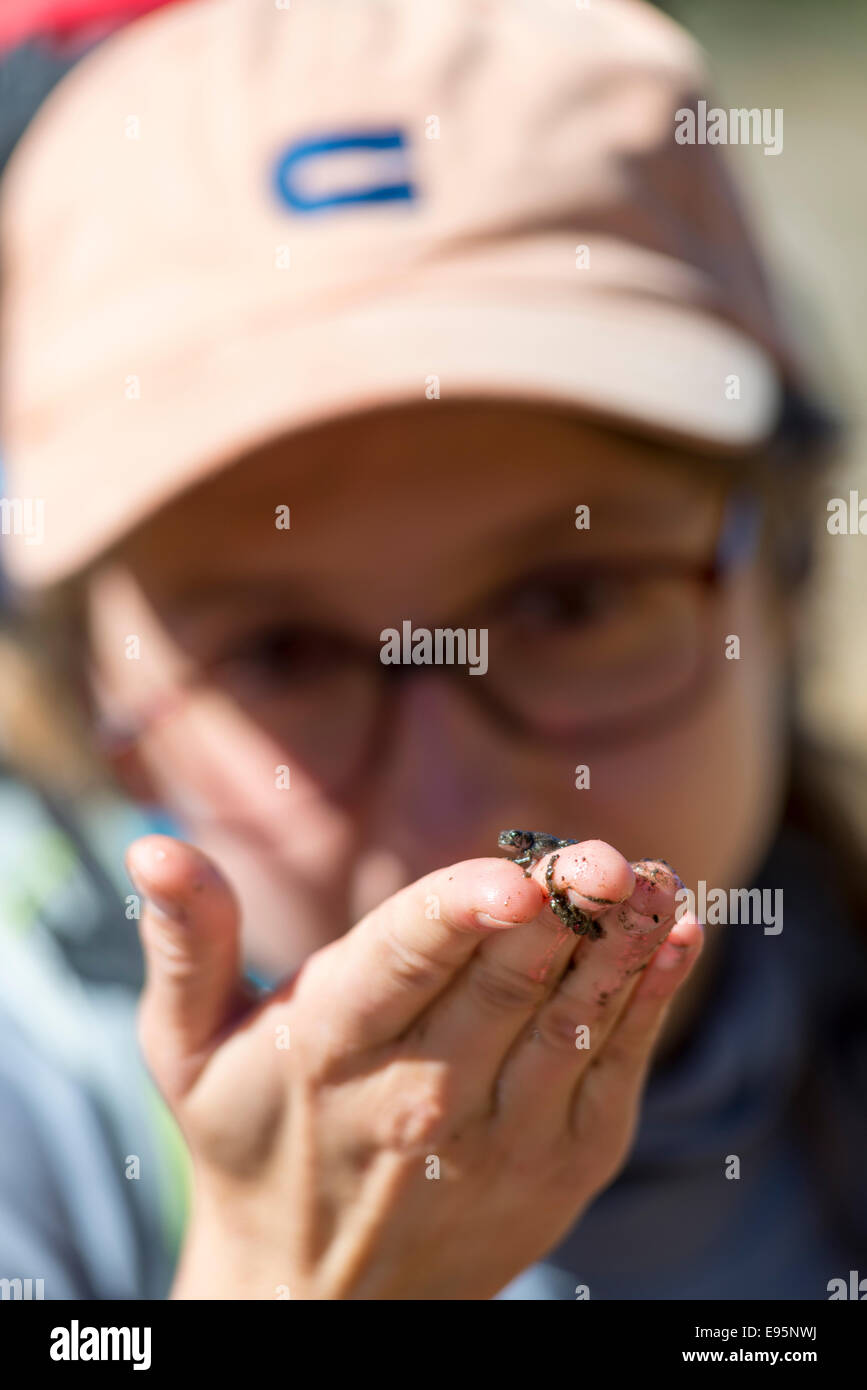 Frog holding hands hi-res stock photography and images - Alamy