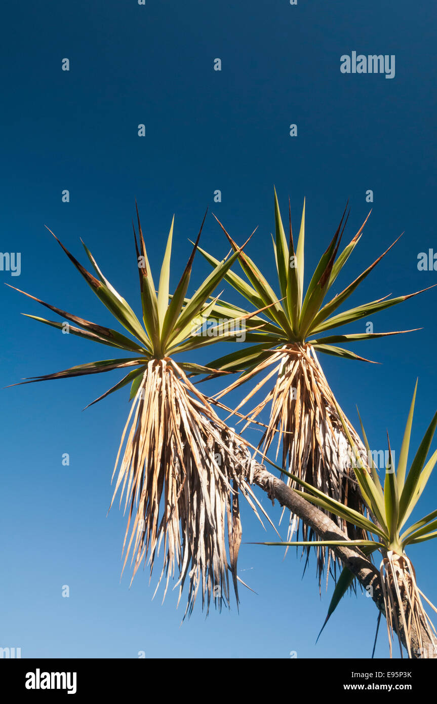 Yucca tree hi-res stock photography and images - Alamy