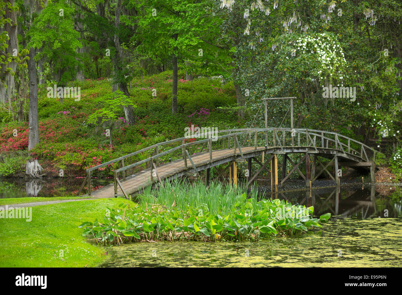 FOOTBRIDGE AZALEA BLOSSOMS MILL POND MIDDLETON PLACE FORMER SLAVE ...
