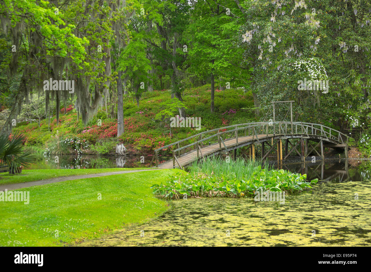 FOOTBRIDGE AZALEA BLOSSOMS MILL POND MIDDLETON PLACE FORMER SLAVE ...