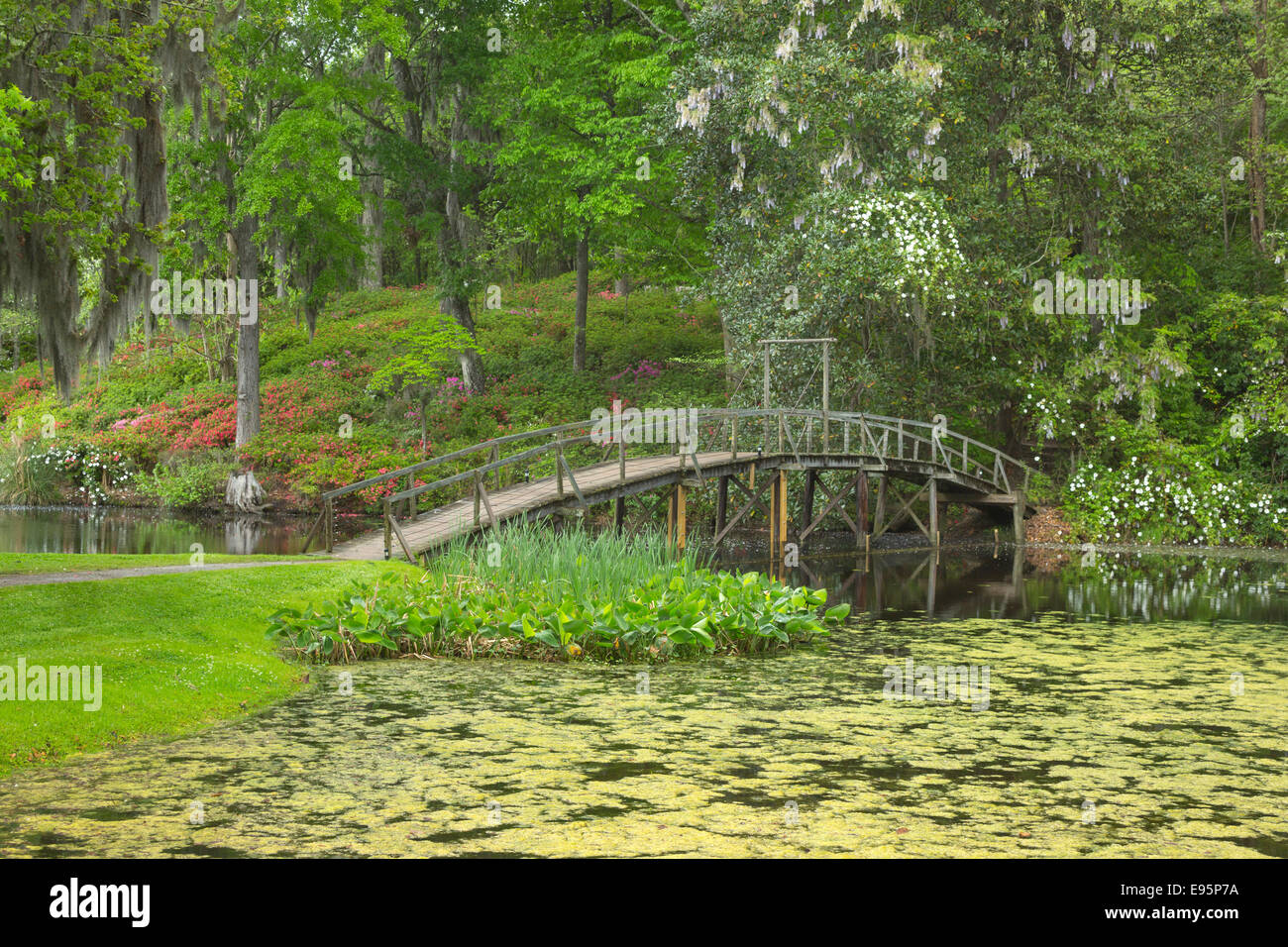 FOOTBRIDGE AZALEA BLOSSOMS MILL POND MIDDLETON PLACE FORMER SLAVE ...