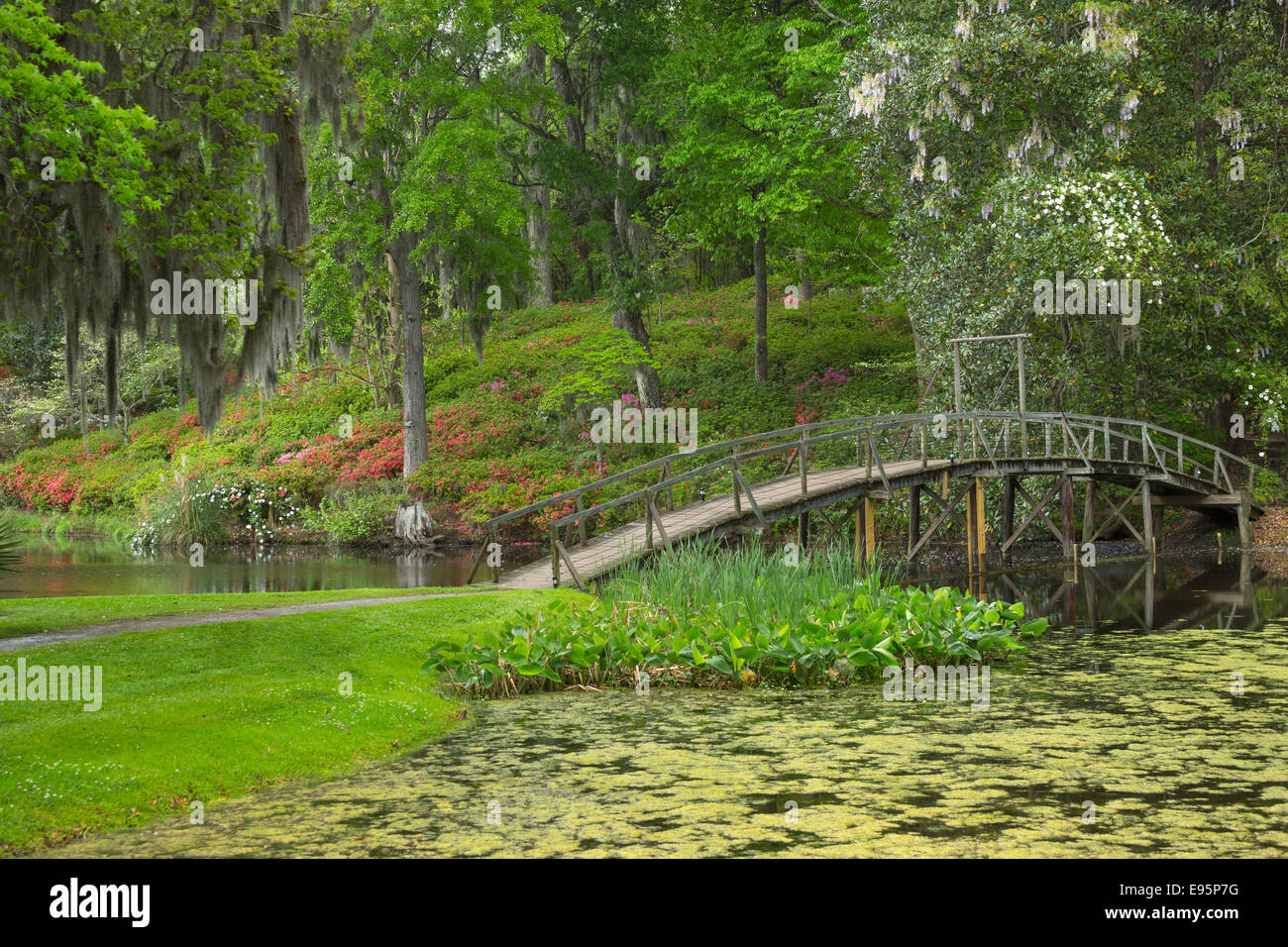 FOOTBRIDGE AZALEA BLOSSOMS MILL POND MIDDLETON PLACE FORMER SLAVE ...