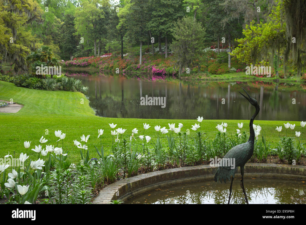 AZALEA BLOSSOMS MILL POND MIDDLETON PLACE FORMER SLAVE PLANTATION ...