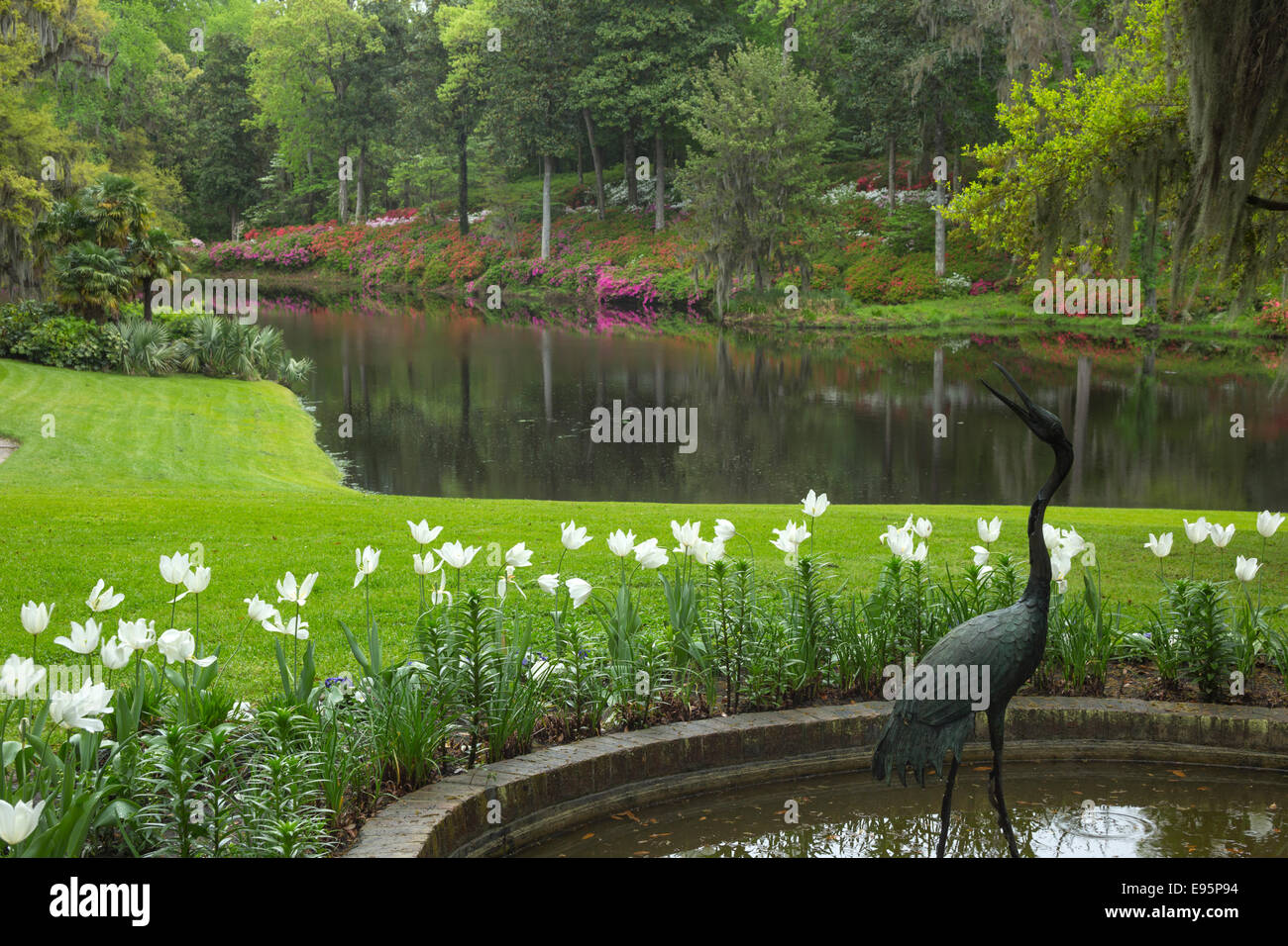 AZALEA BLOSSOMS MILL POND MIDDLETON PLACE FORMER SLAVE PLANTATION ...