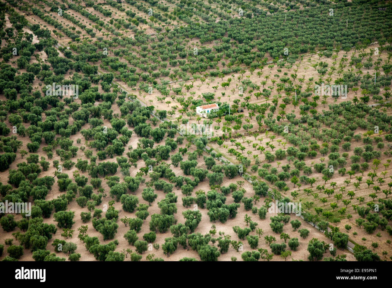 aerial view, olive tree, between the tavoliere delle puglia and the ...