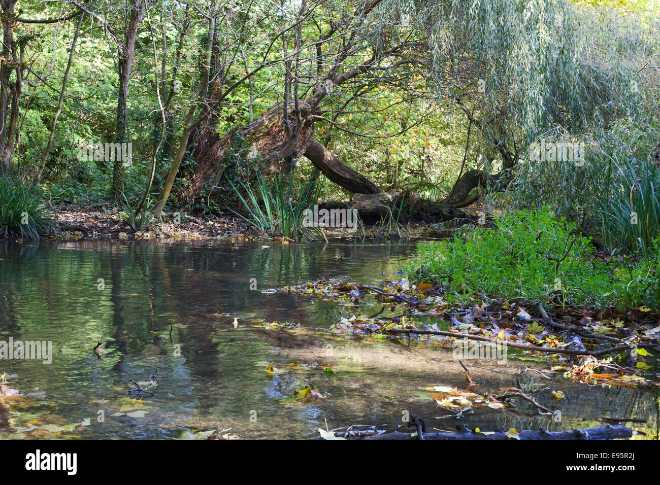 river colne in autumn sunlight Stock Photo - Alamy