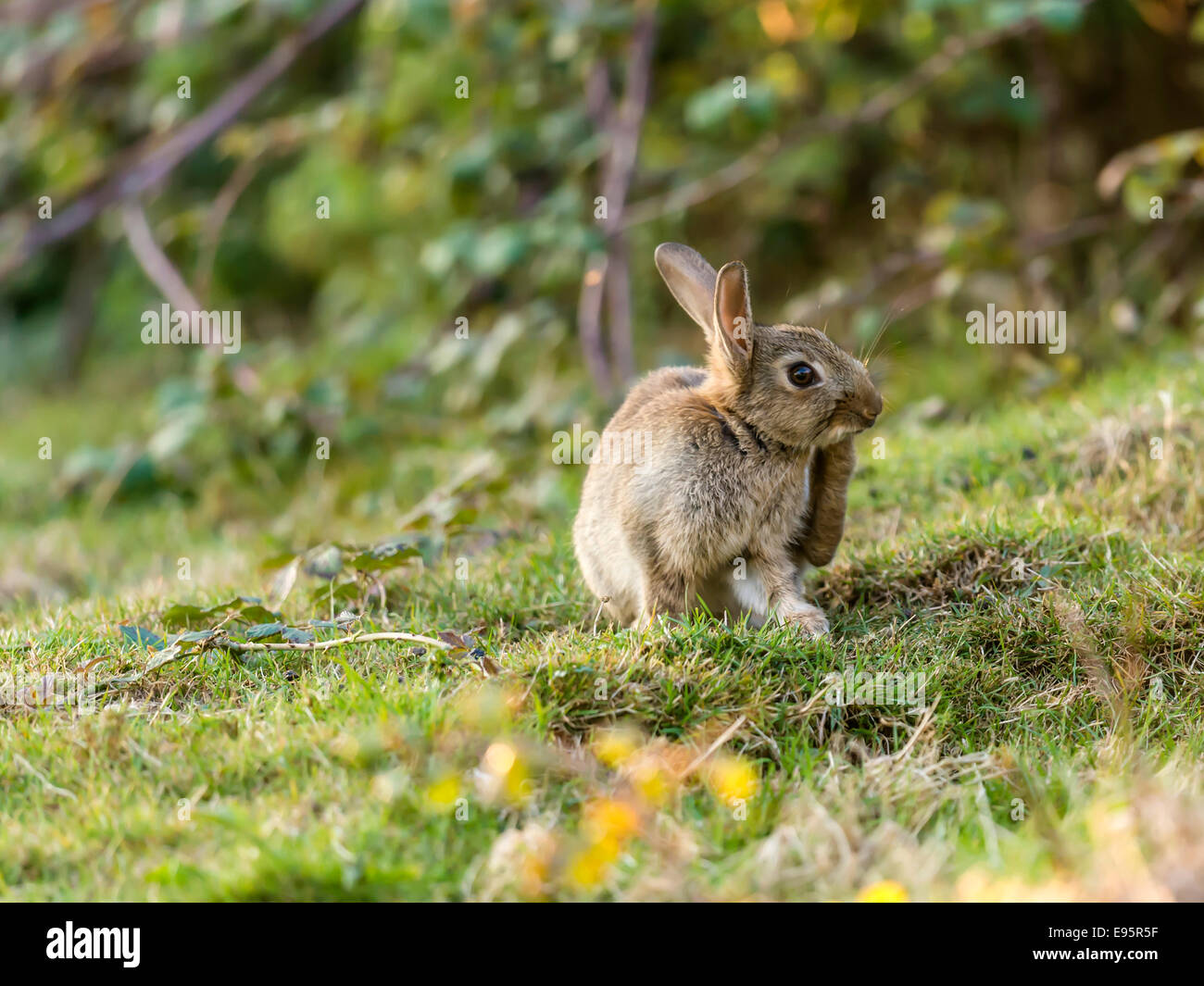 Alius imago wild rabbit hi-res stock photography and images - Alamy