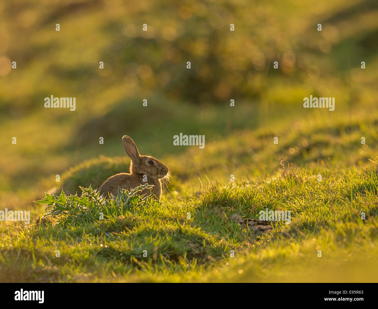 Wild Rabbit, [Lepus curpaeums] a single female sitting on a hillside ...