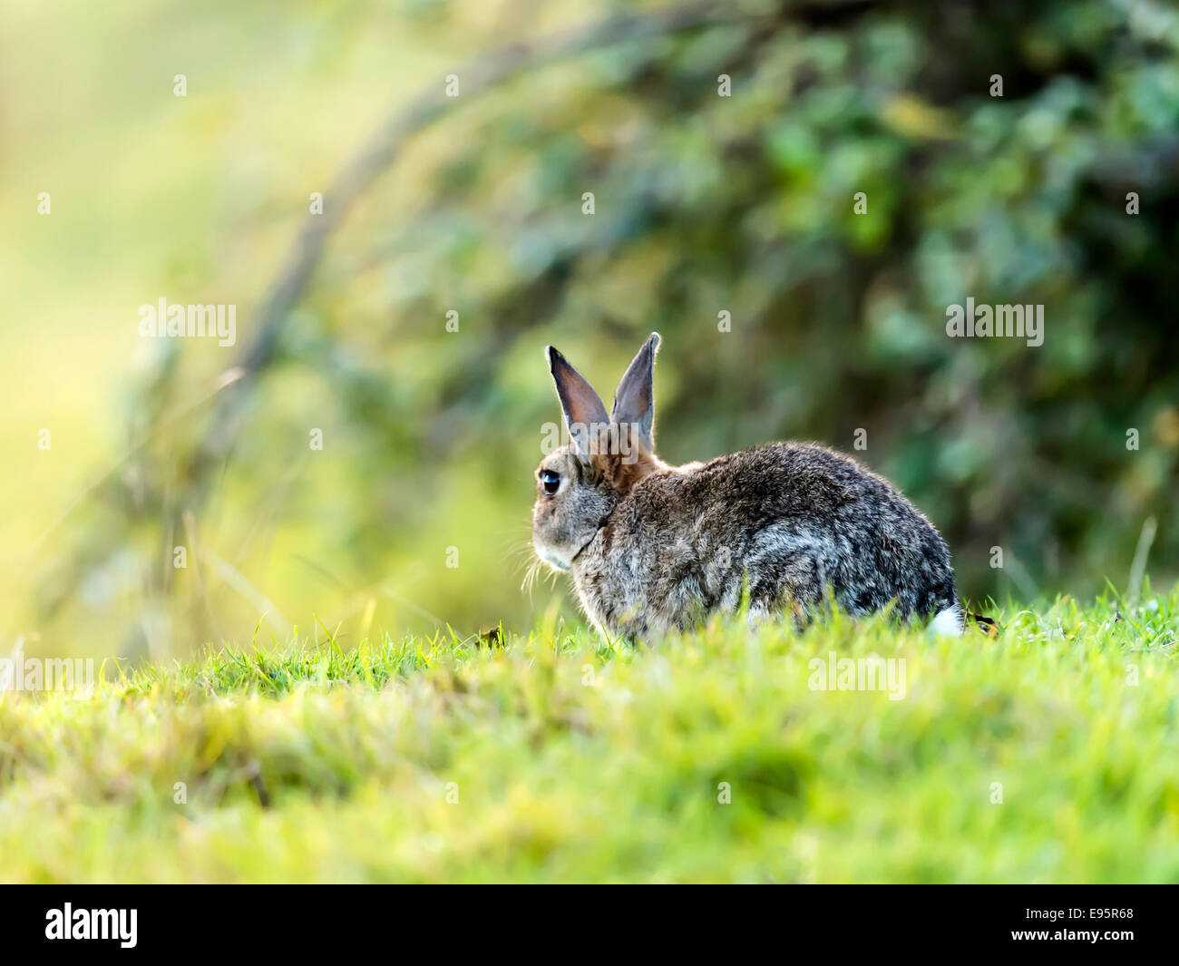 Wild Rabbit, [Lepus curpaeums] a single adult depicted sitting in an ...