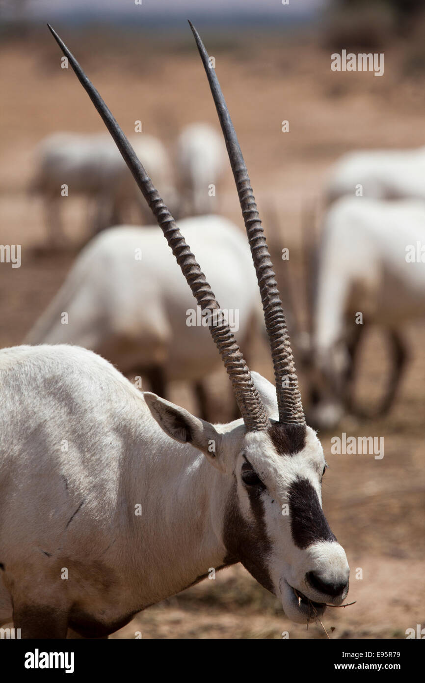Arabian Oryx Eating High Resolution Stock Photography and Images - Alamy