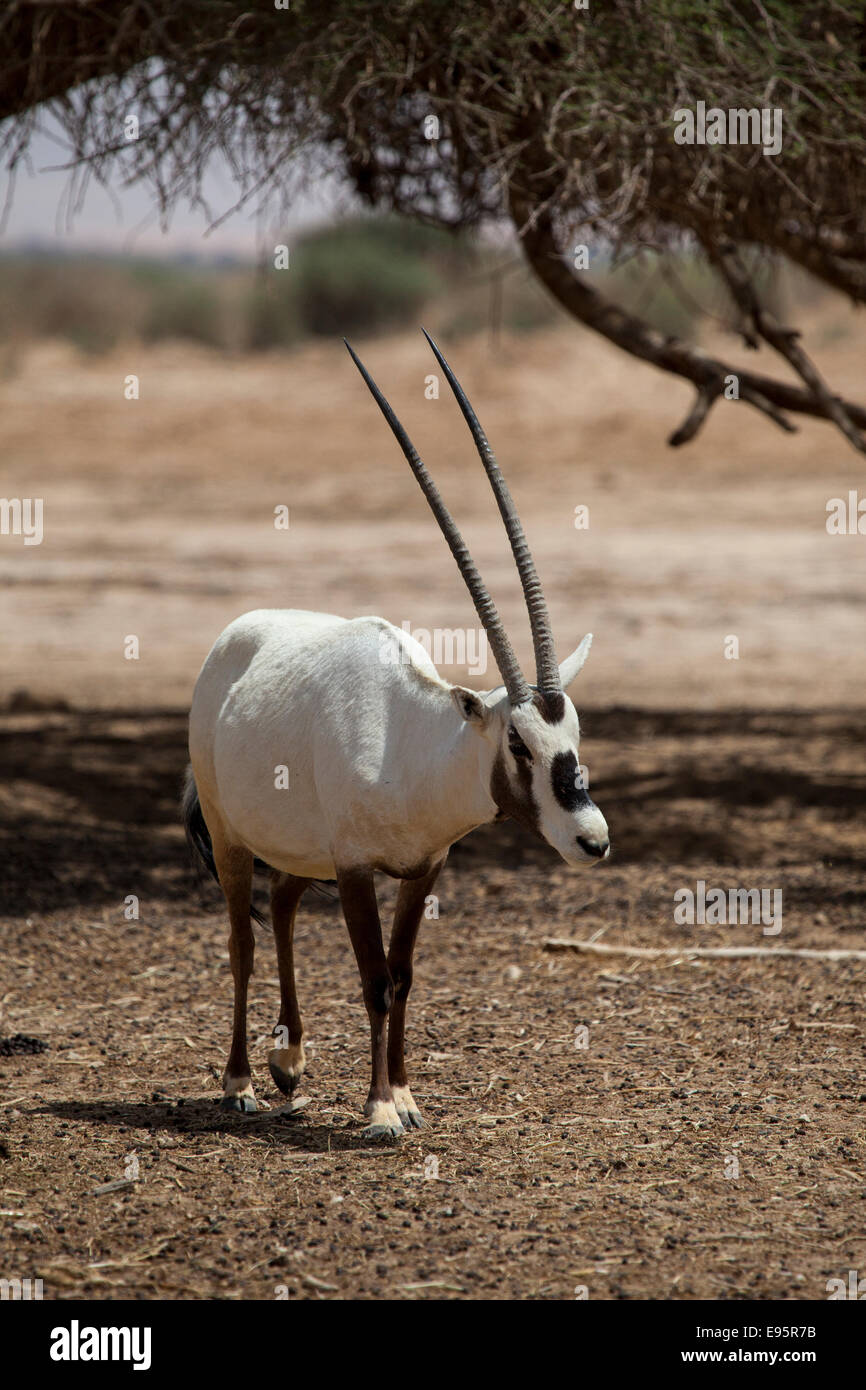 Arabian oryx horns hi-res stock photography and images - Alamy