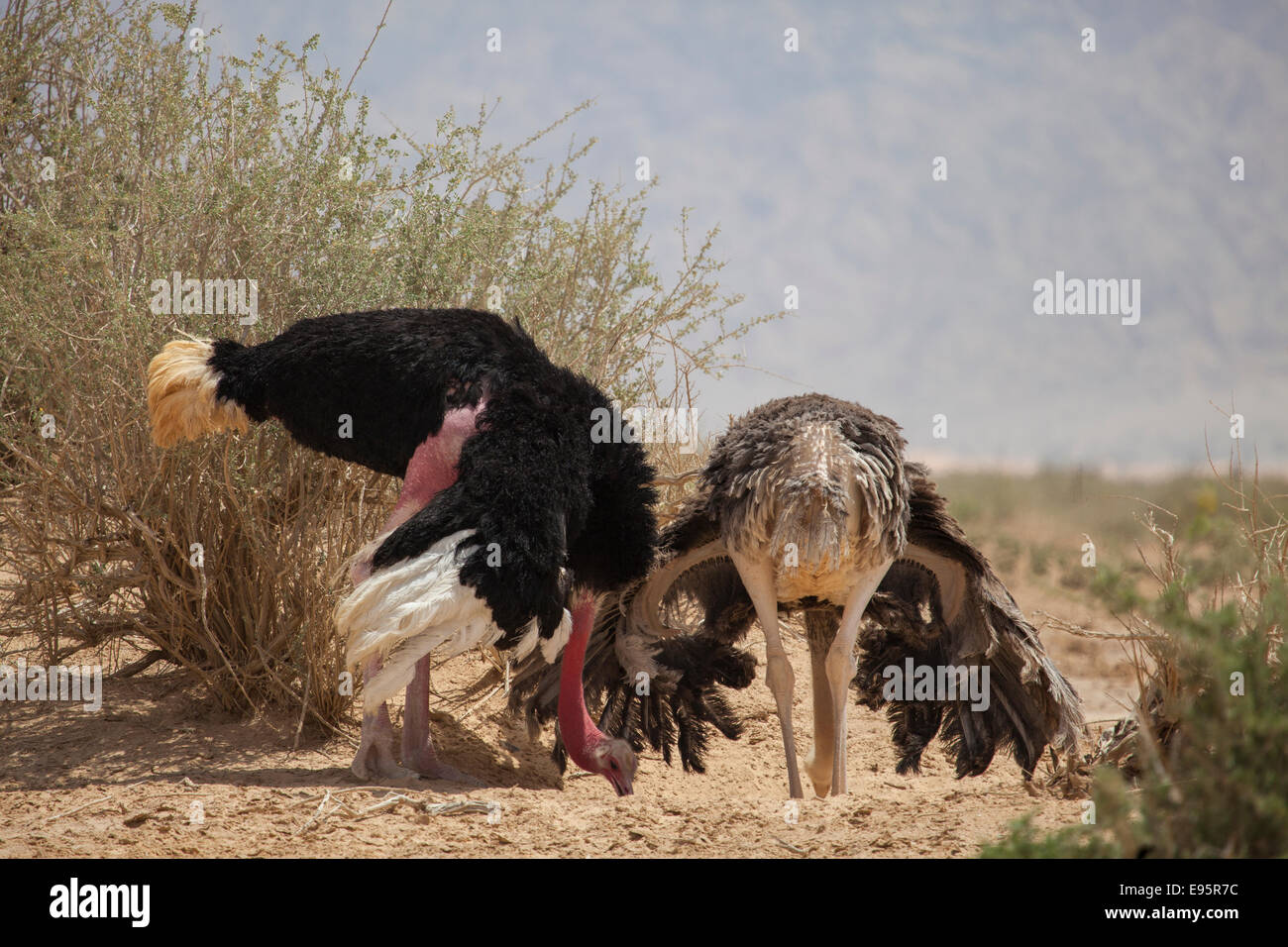 Ostridge mating dance Stock Photo - Alamy