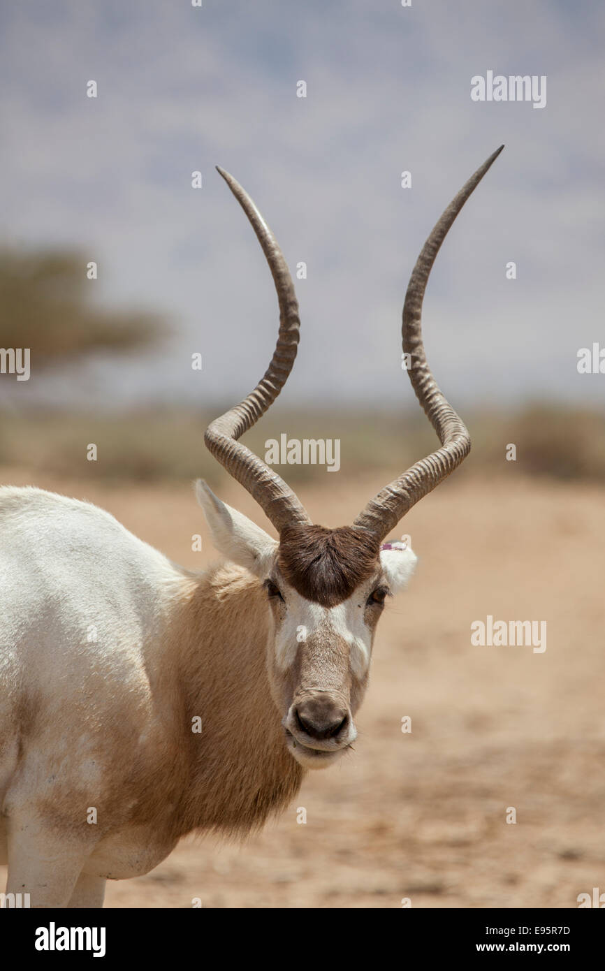 Addax hi-res stock photography and images - Alamy