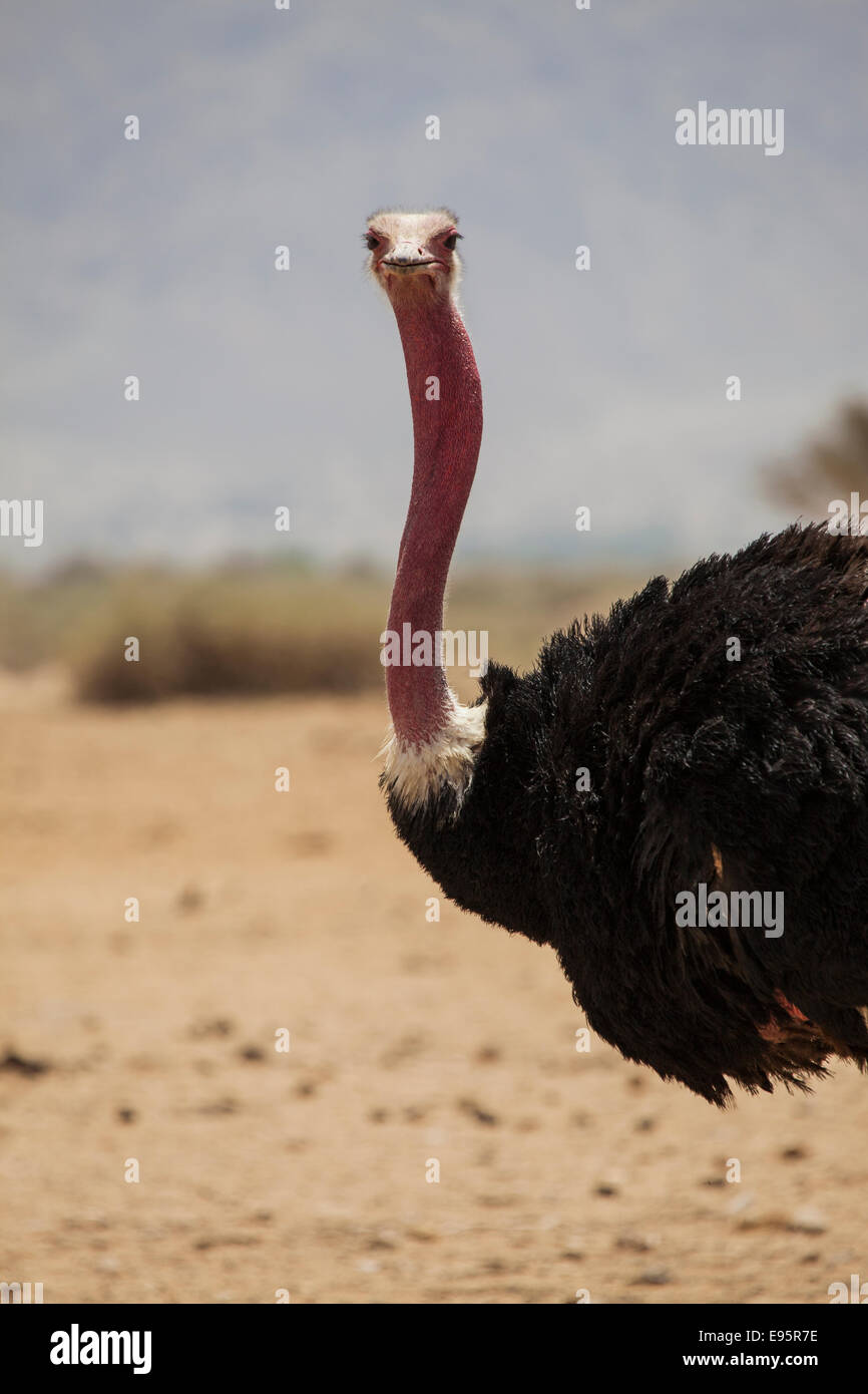 Male Ostridge head, neck and part of the body Stock Photo - Alamy