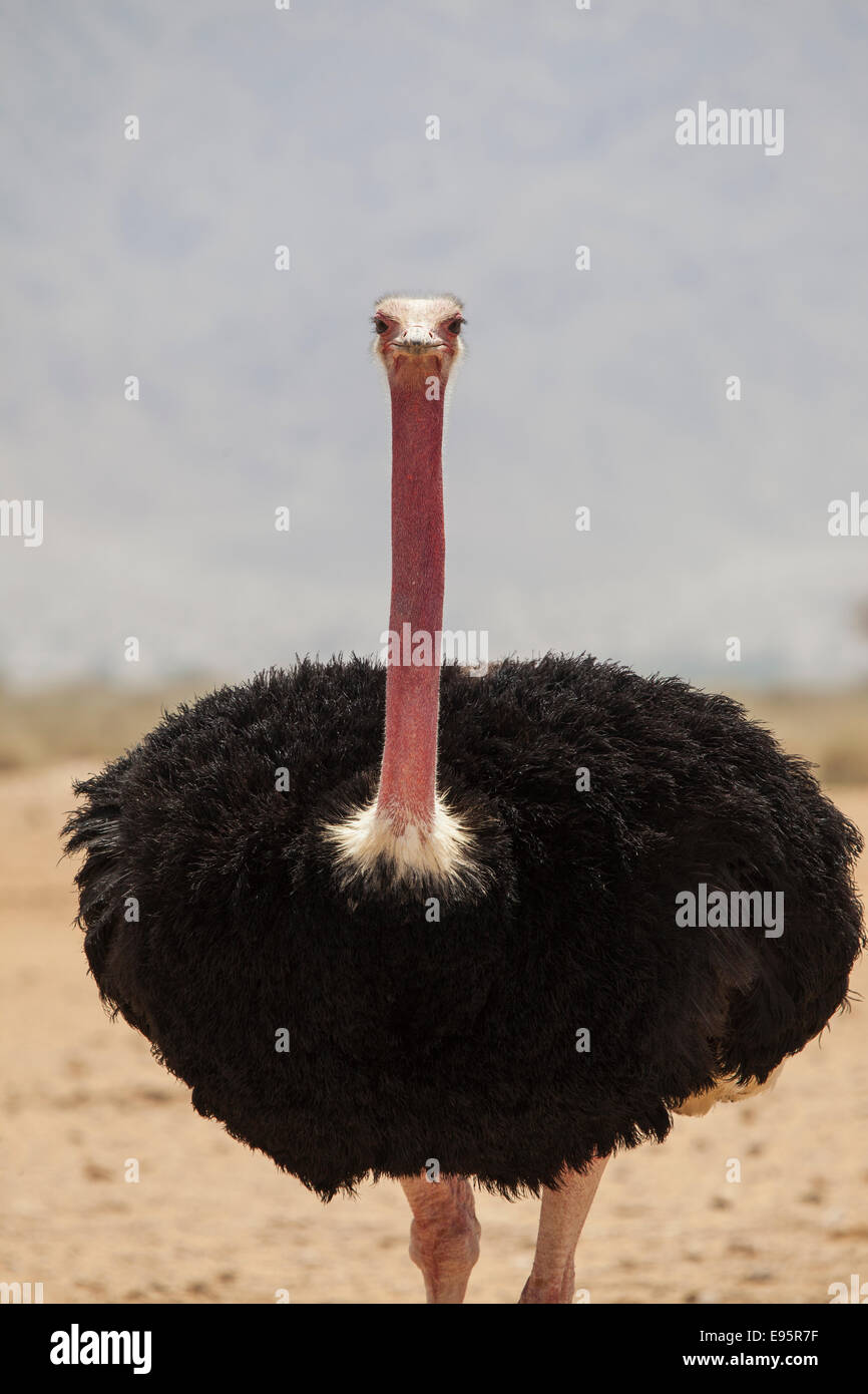 Male Ostridge head, neck and part of the body Stock Photo - Alamy