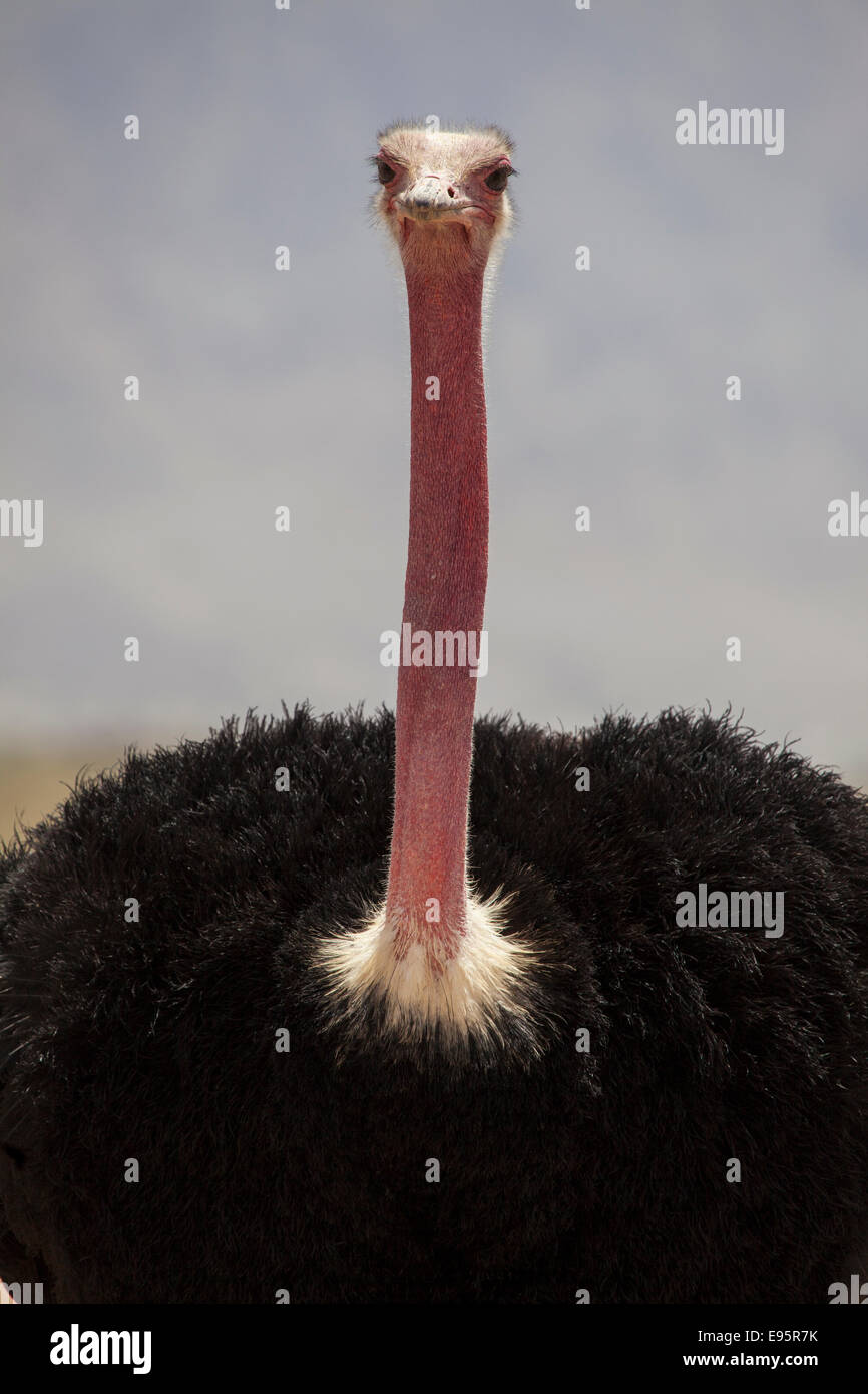 Male Ostridge head, neck and part of the body Stock Photo - Alamy