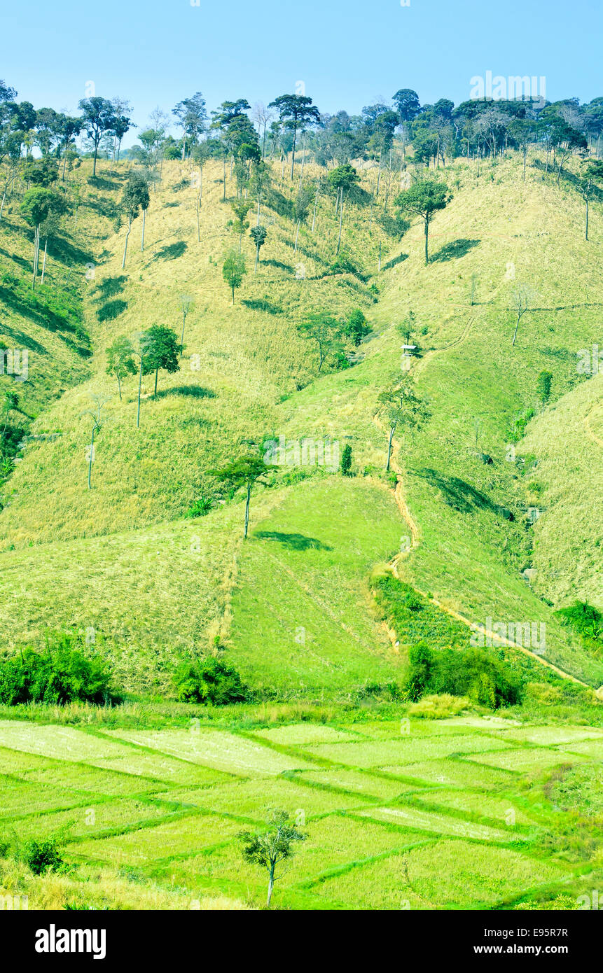 The Step Cornfield and Rice Field Landscape Stock Photo - Alamy