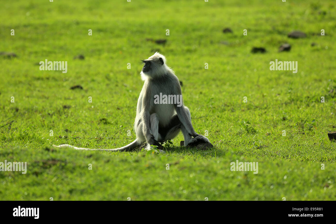 Monkey pench hi-res stock photography and images - Alamy