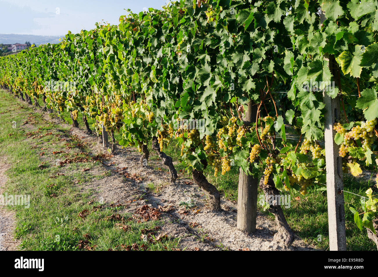 Italy,panorama of vineyards of Piedmont: Langhe-Roero and Monferrato on ...
