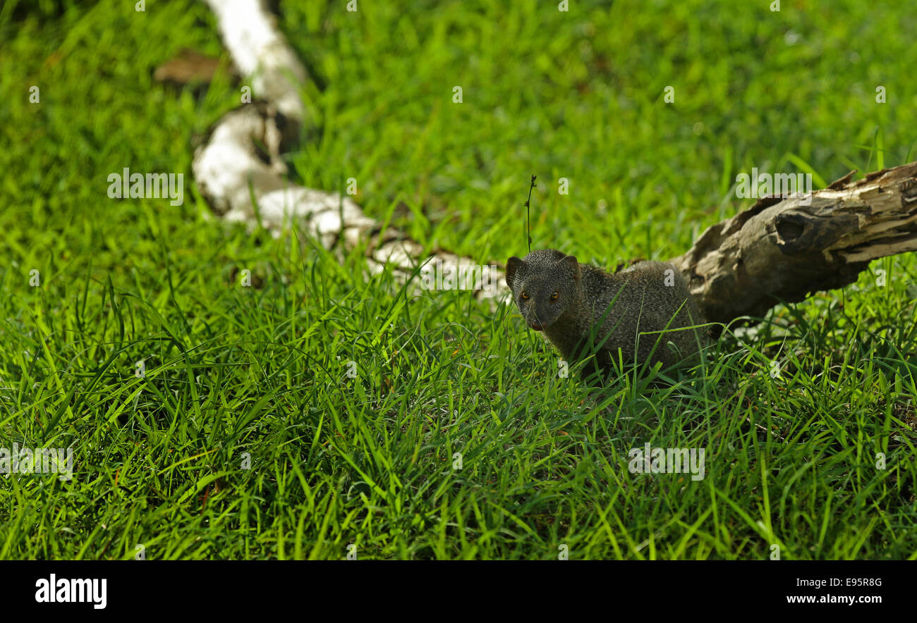 Mongoose and teeth hi-res stock photography and images - Alamy