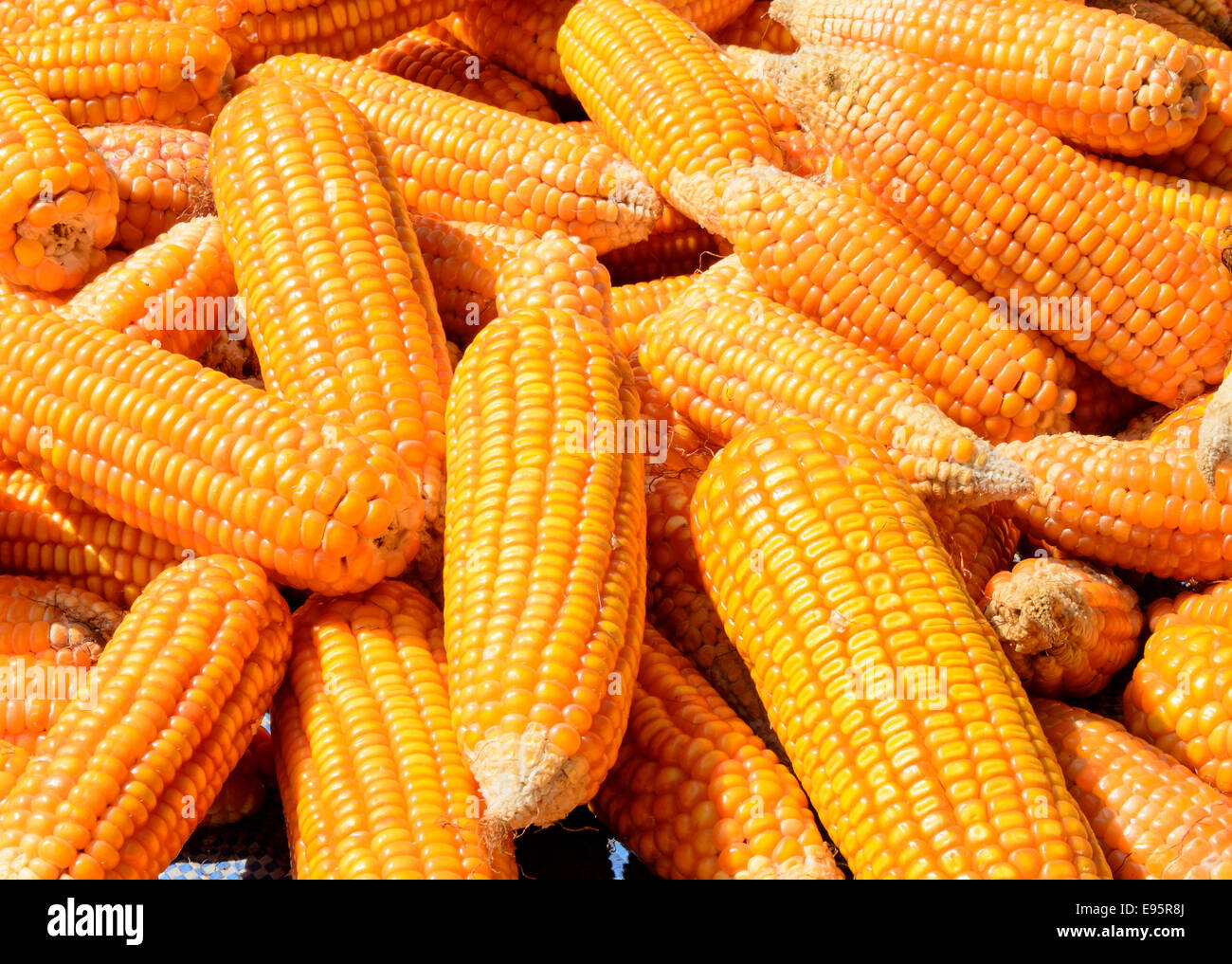 The Pile of Corn Stock Photo - Alamy
