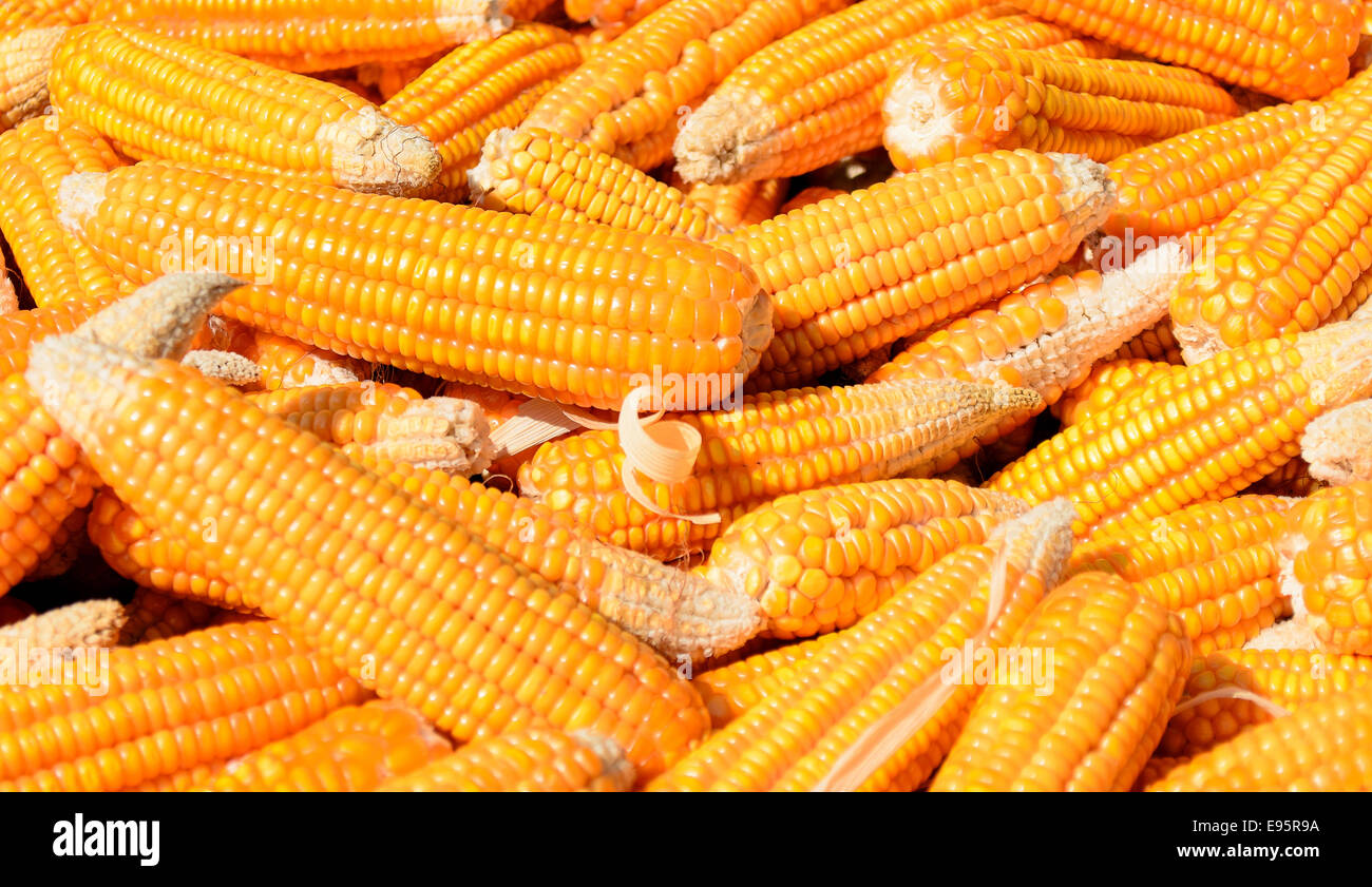 The Pile of Corn Stock Photo - Alamy