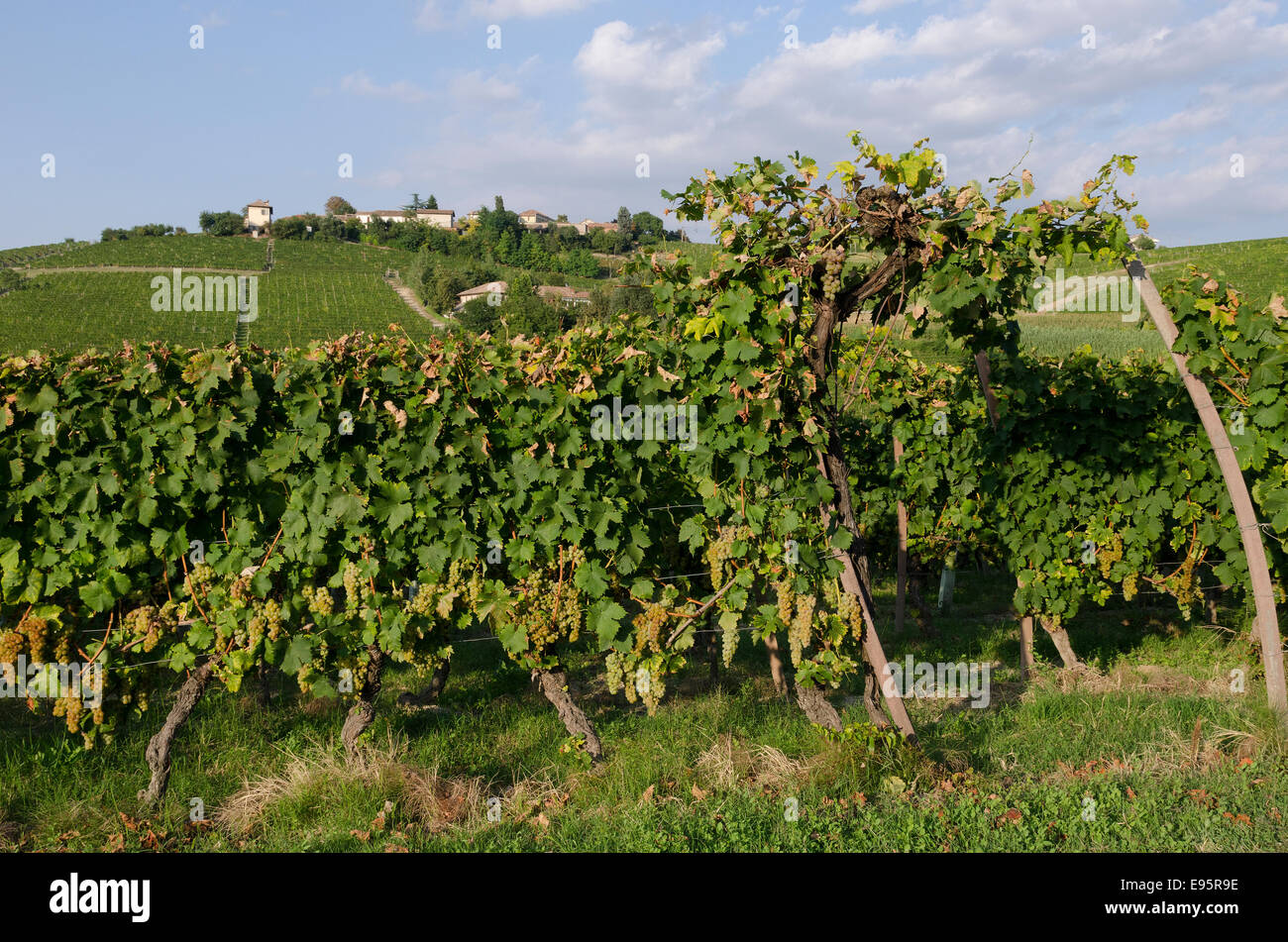 Italy,panorama of vineyards of Piedmont: Langhe-Roero and Monferrato on ...