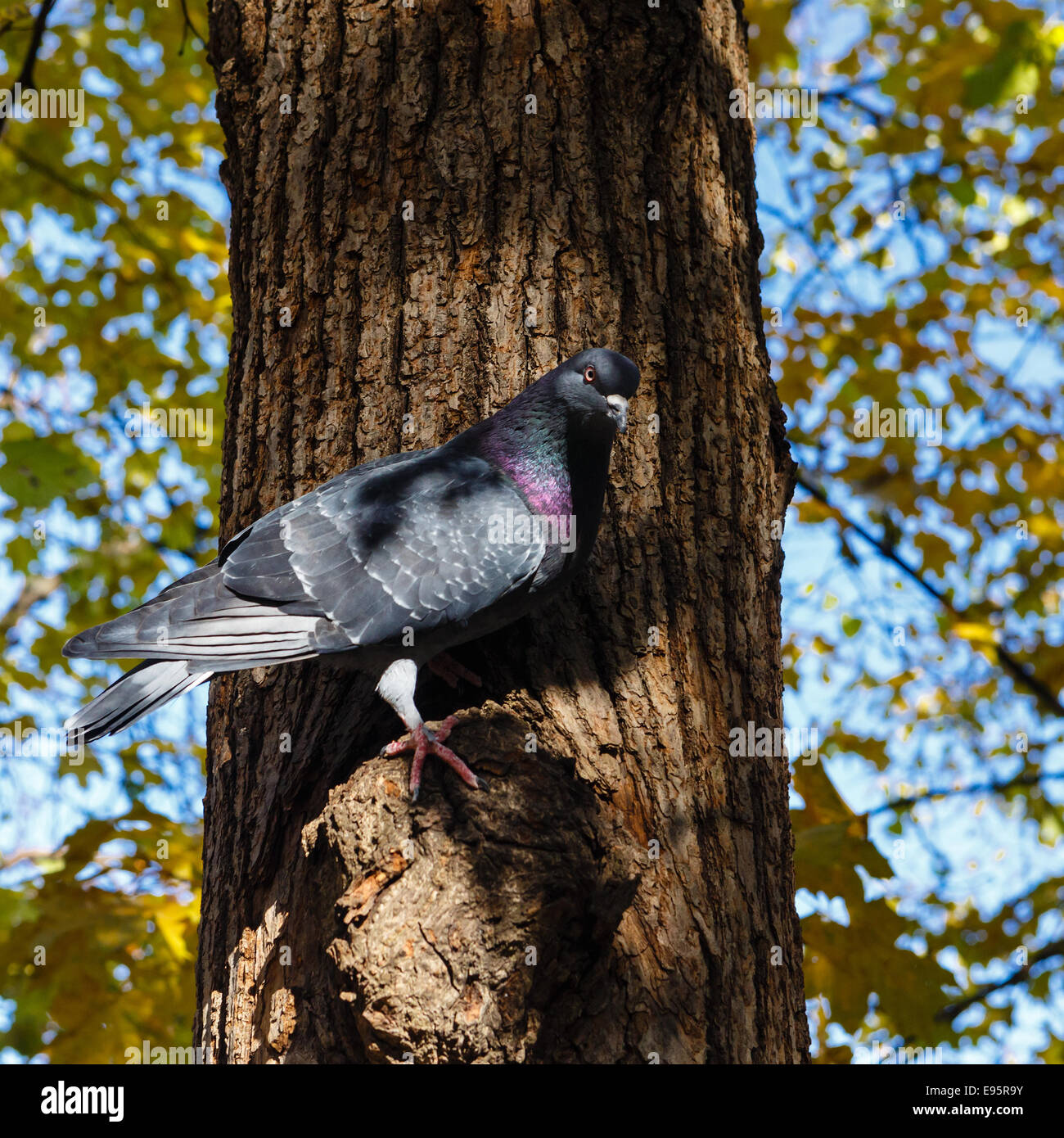 Pigeon sitting on a tree Stock Photo - Alamy