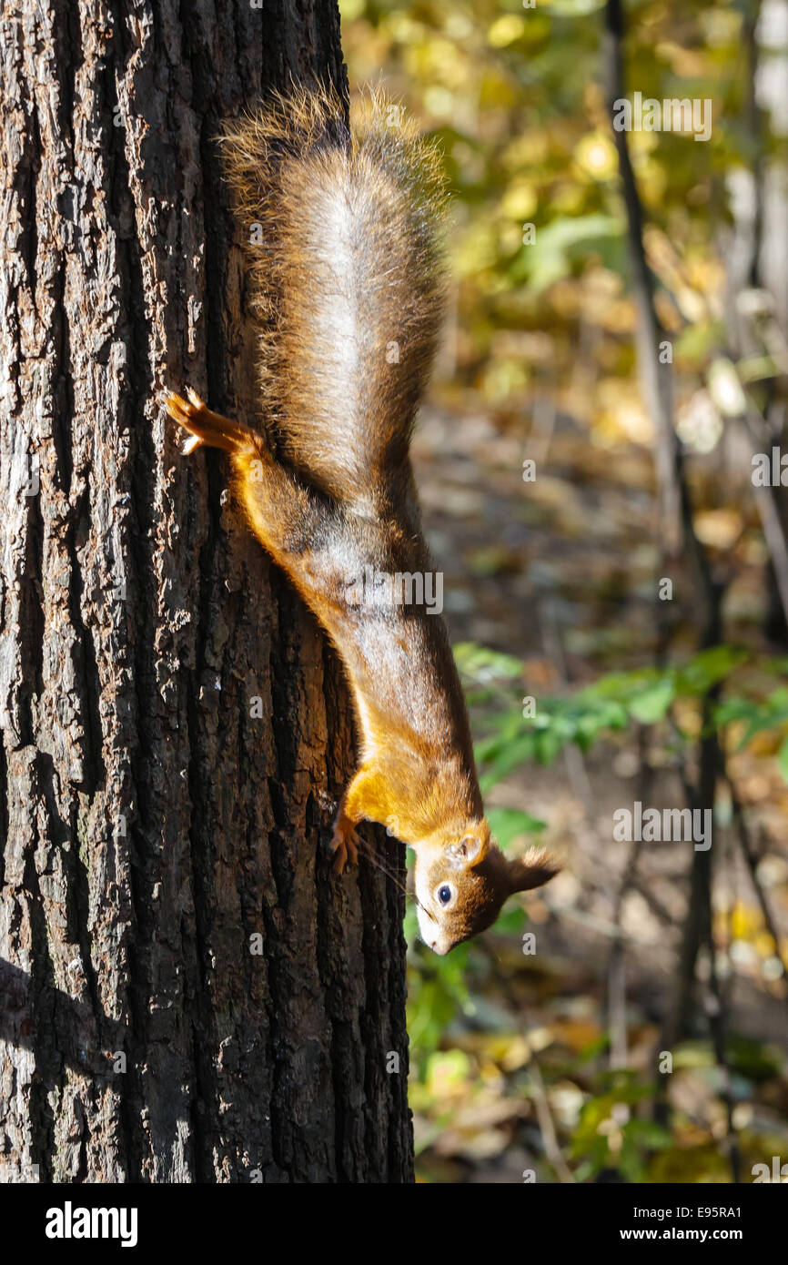 Squirrel climbing tree hi-res stock photography and images - Alamy