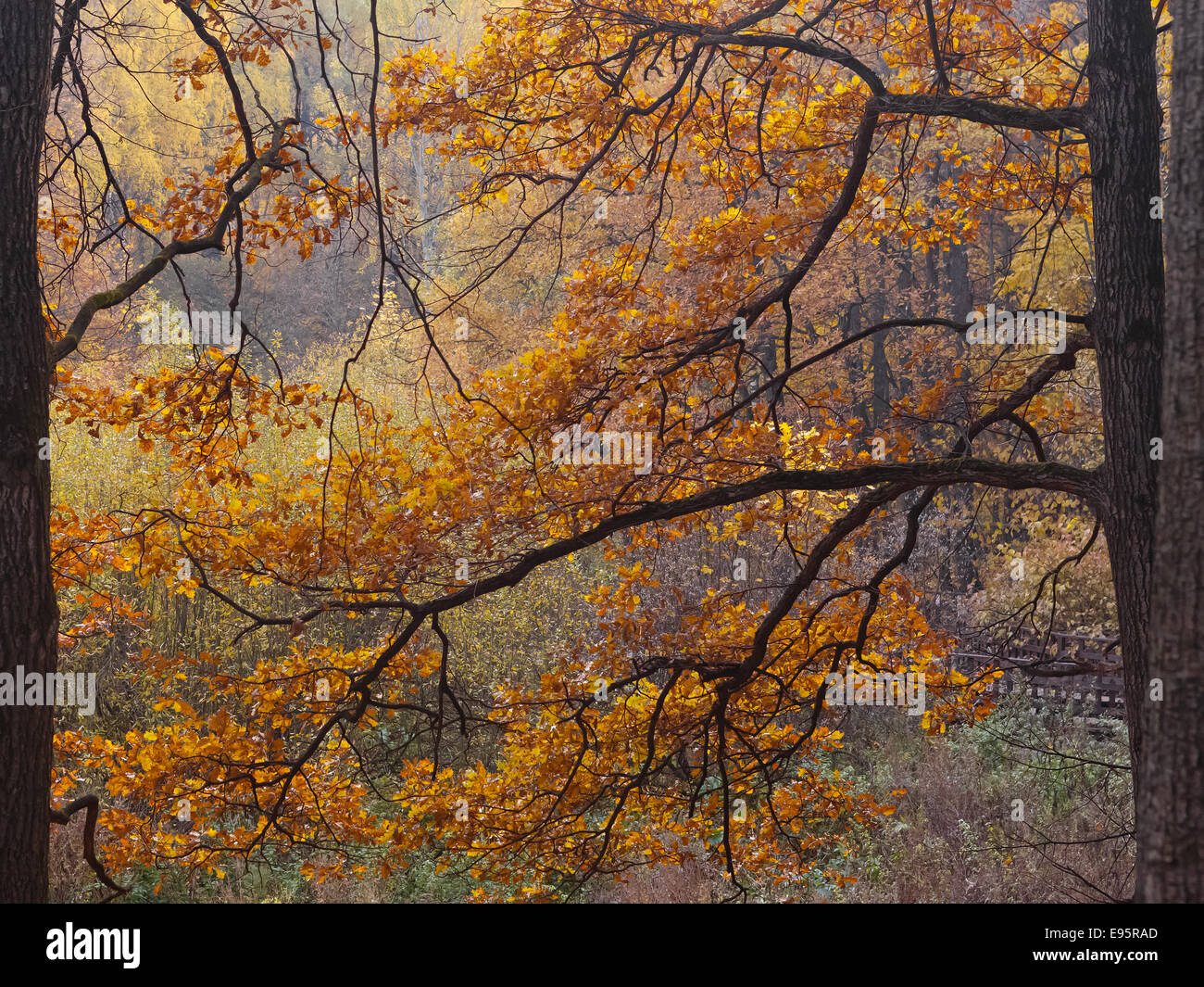 Oak leaves pattern hi-res stock photography and images - Alamy