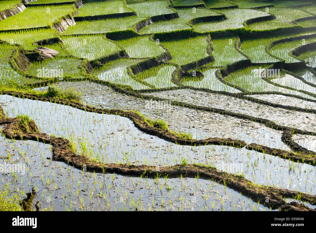 terraced rice paddy fields in flores indonesia Stock Photo - Alamy