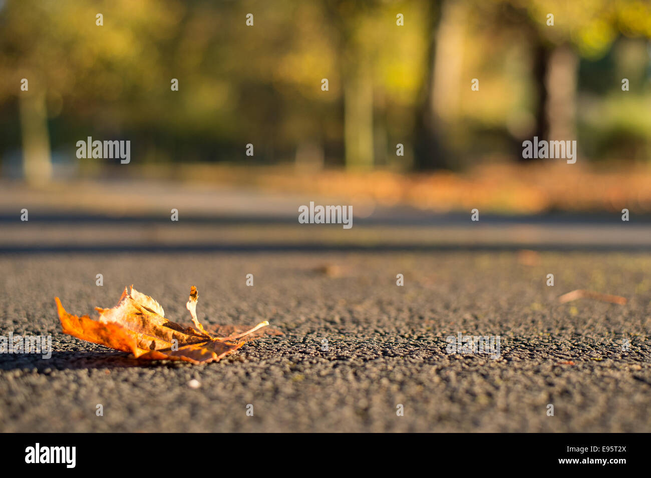 Autumn leaf - Path to Autumn Stock Photo - Alamy