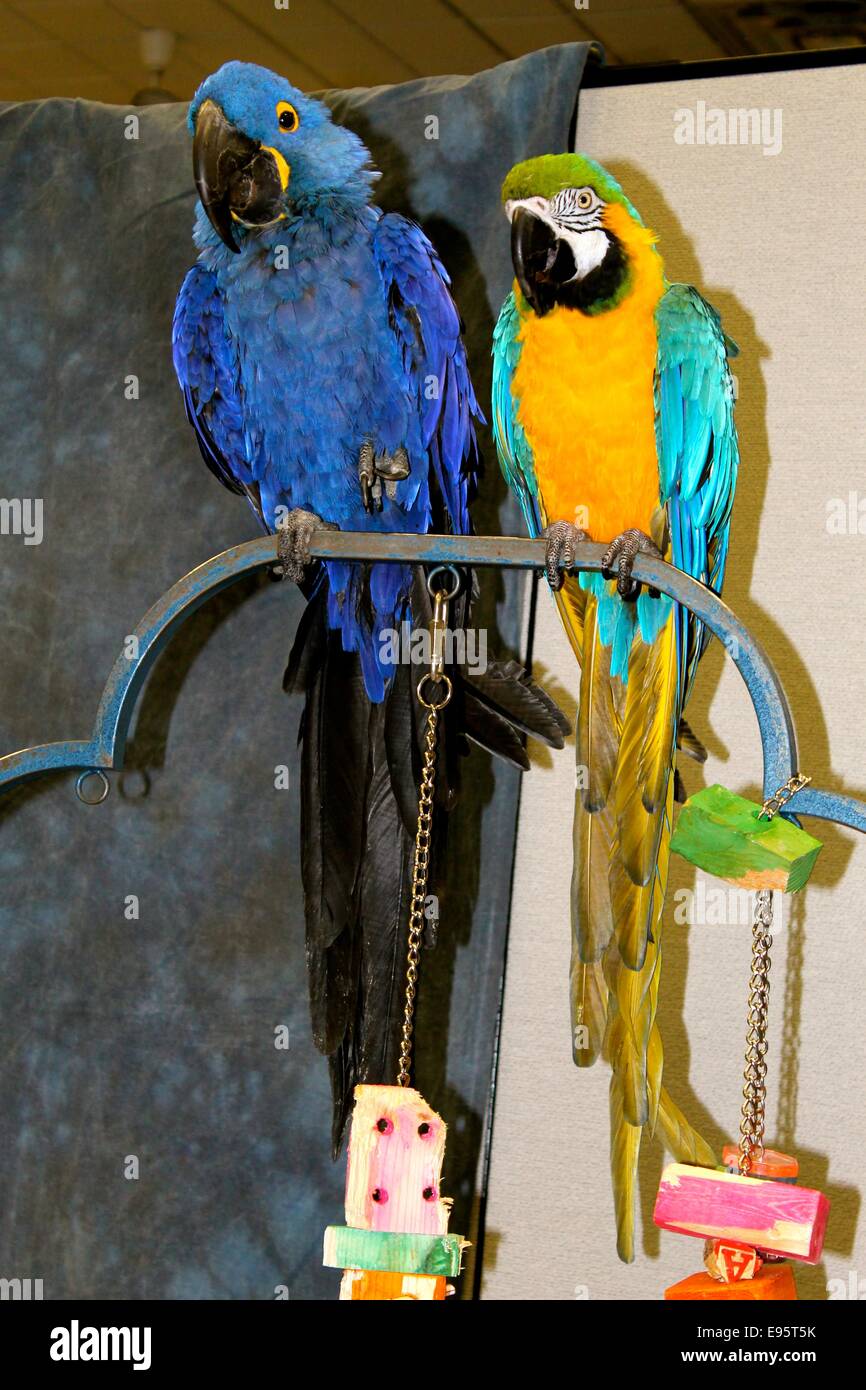 Best buddies hi-res stock photography and images - Alamy