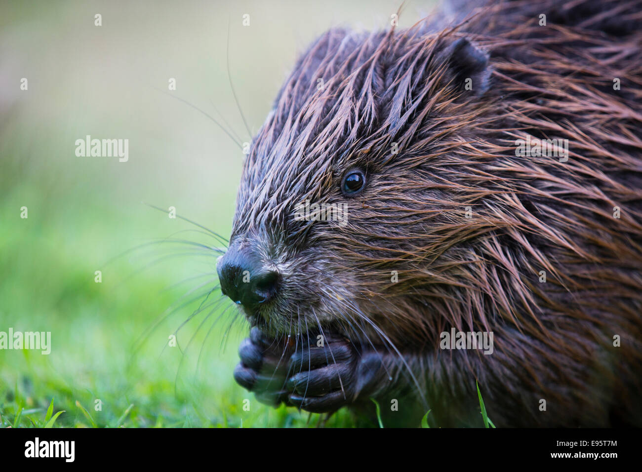 A European beaver. The mammal lives in a large, controlled space in mid ...