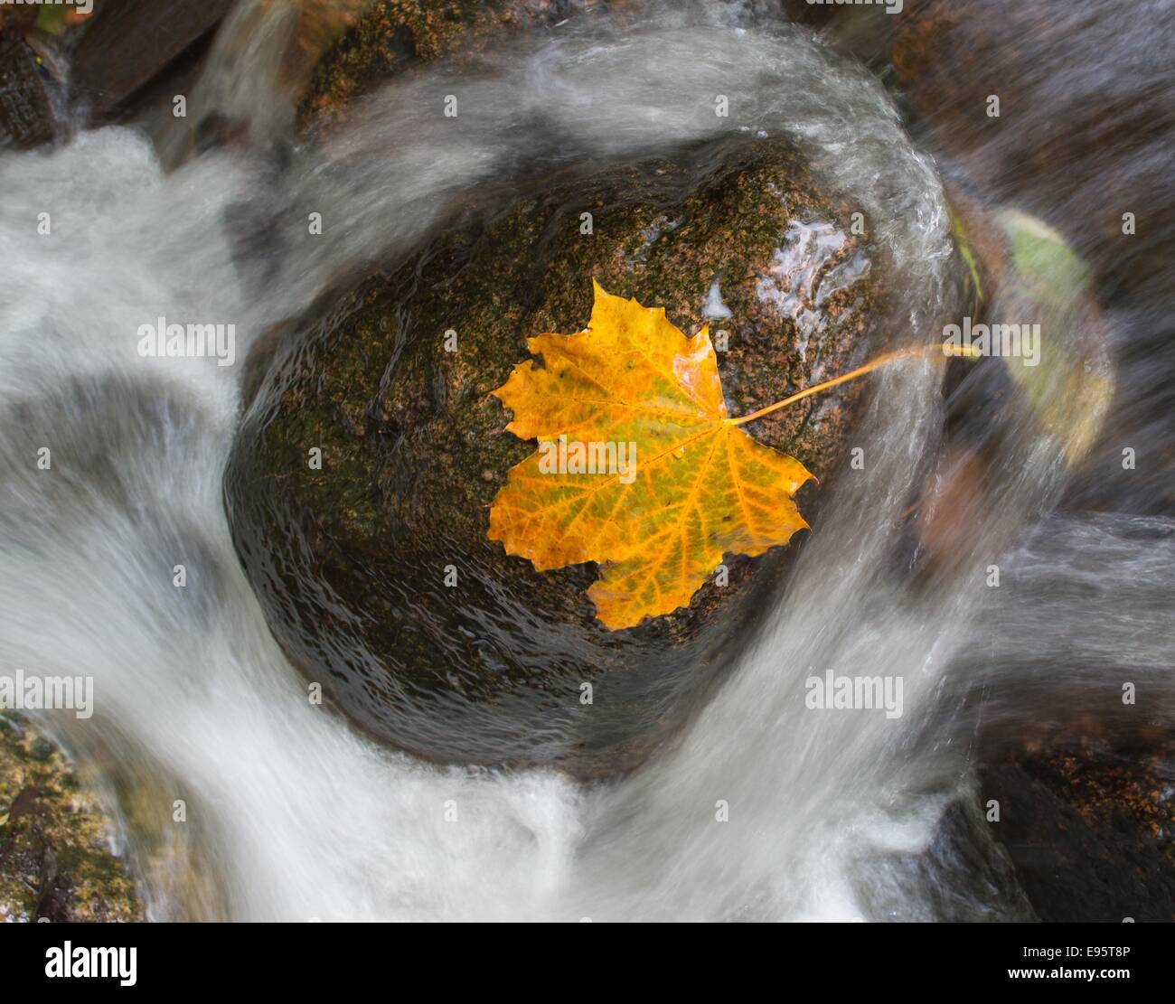 A colorful maple leaf lies on a stone in a creek close to Lietzen ...