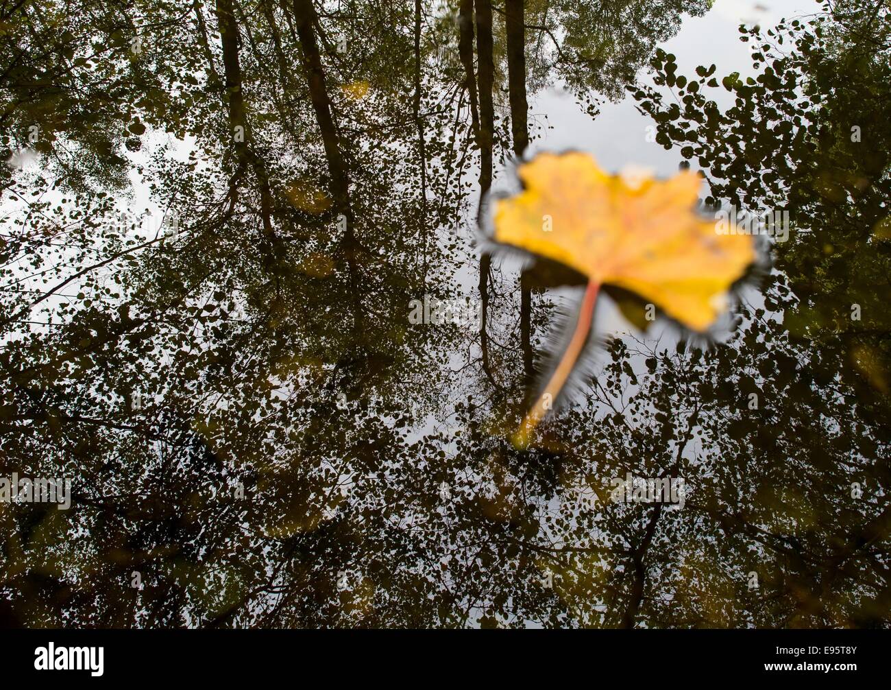 A colorful maple leaf swims in a lake close to Lietzen (Brandenburg ...