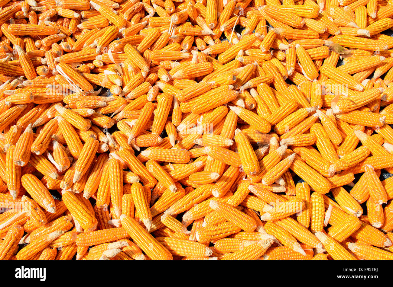 The Pile of Corn Stock Photo - Alamy
