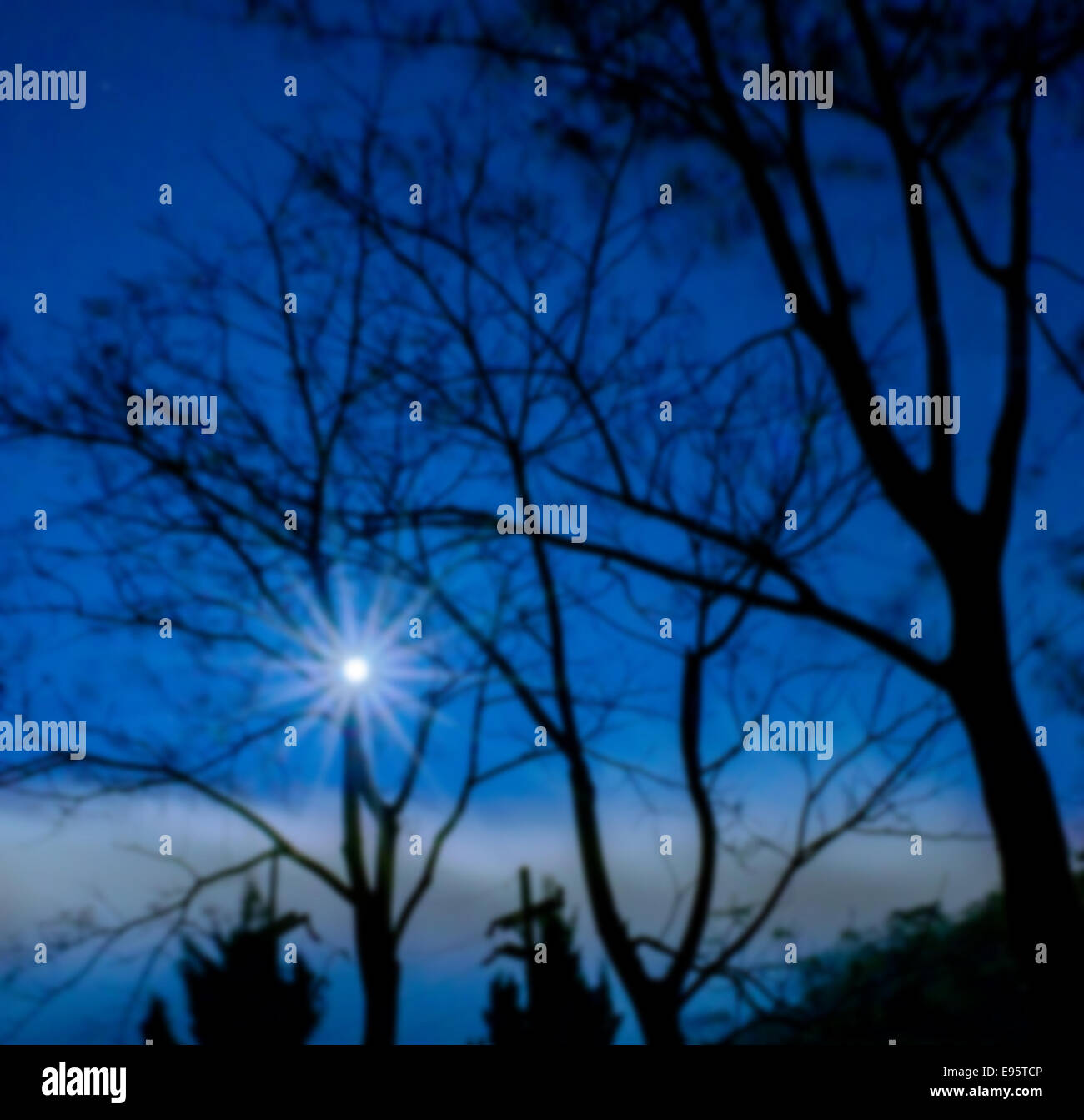Night background moon tree hi-res stock photography and images - Alamy