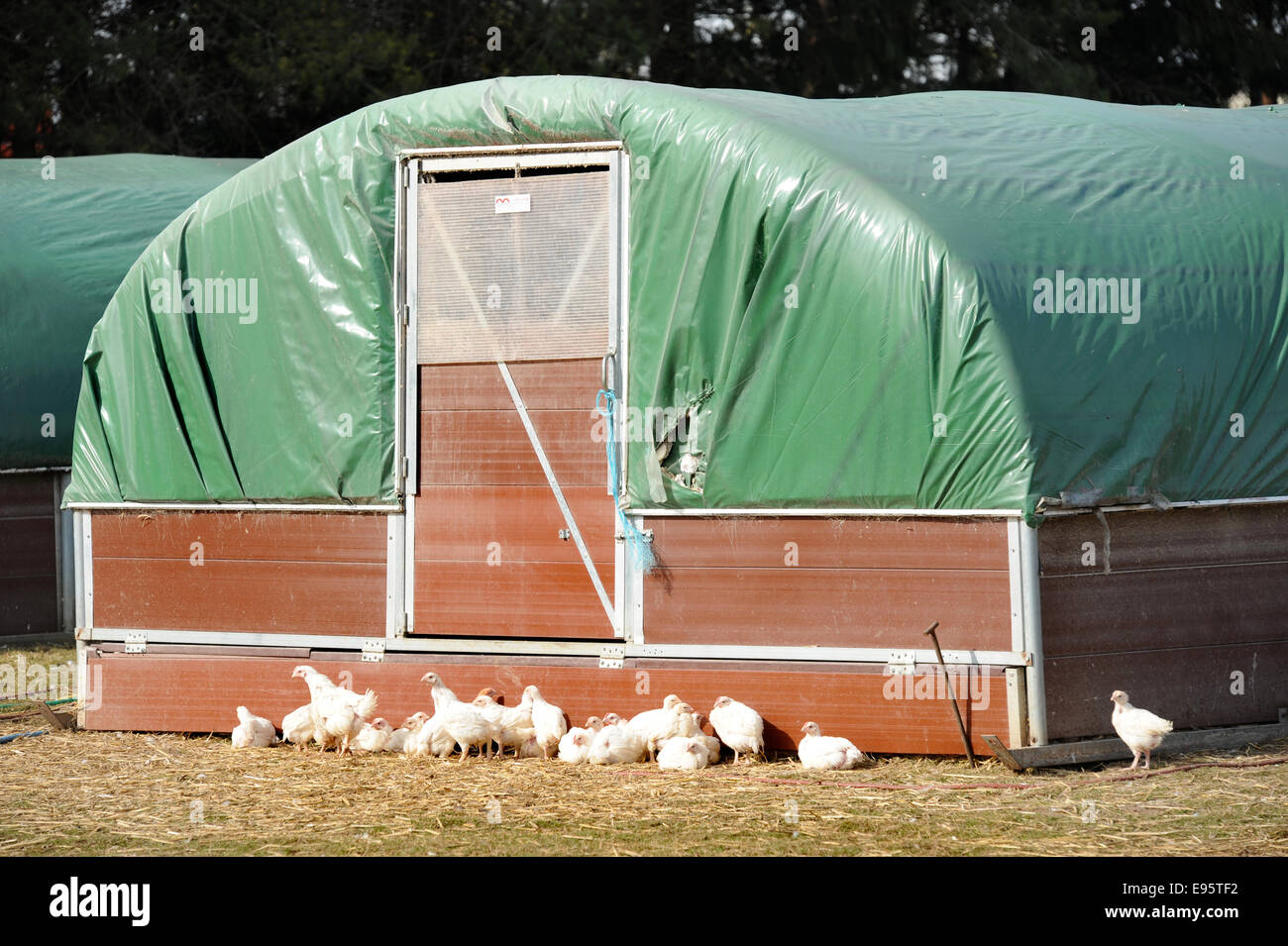 Free range chickens moving in and out of portable barns on a poultry ...